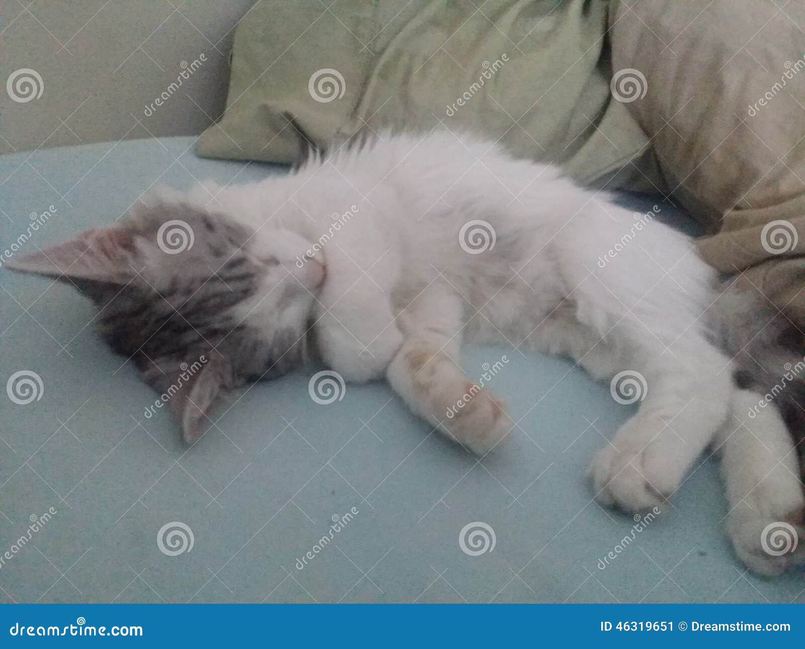 Ms kitty stock image. Image of kitten, carnivoran, kitty - 46319651