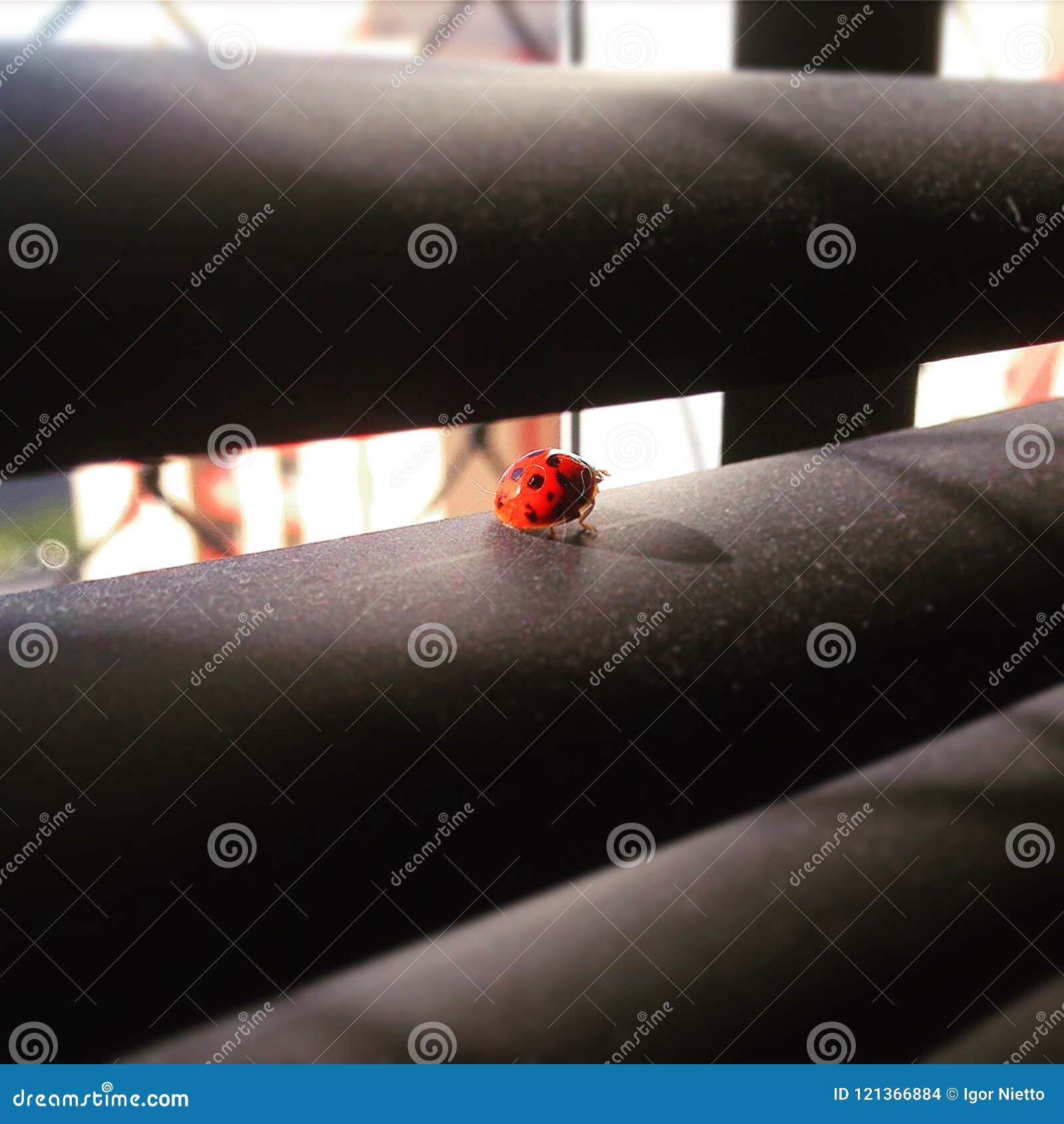 Ms. Ladybug stock photo. Image of blue, beatle, laydbug - 121366884