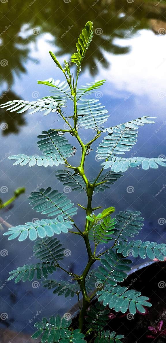 Msmsm njs stock image. Image of forest, msmsm, tree - 182716091