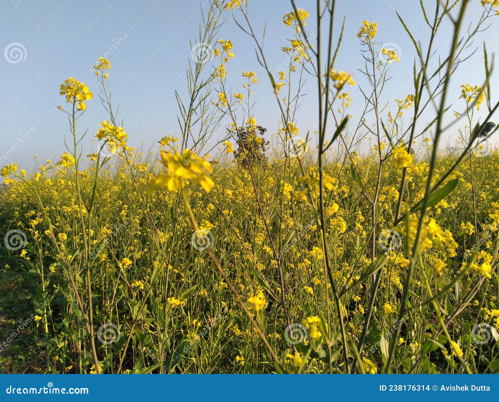 Mstured Cultivation or Field Full of Musterd Plant Stock Photo - Image ...