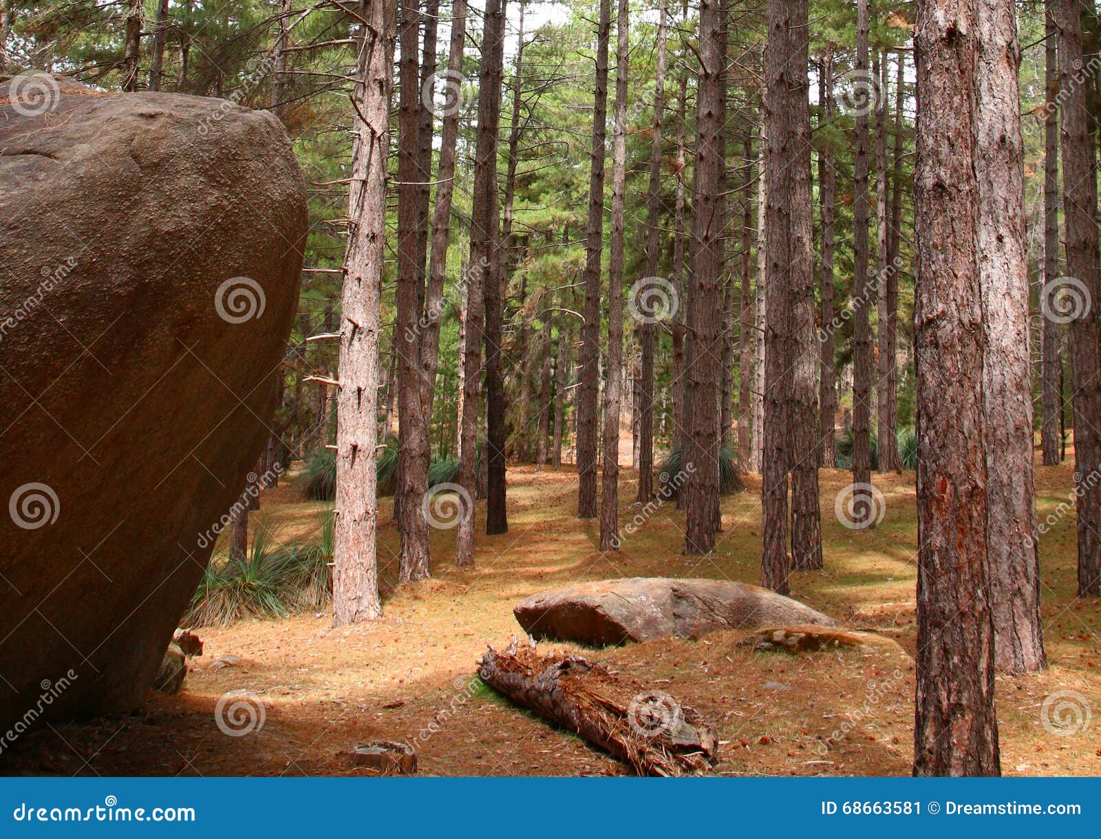Mt Crawford Forest stock image. Image of view, lifestyle - 68663581