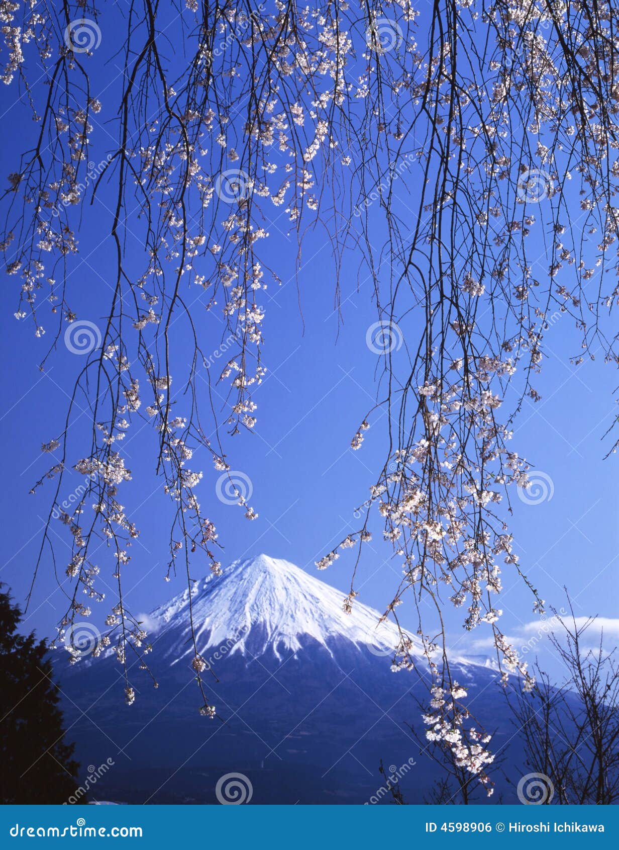 Mt fuji-370 stock photo. Image of outdoors, snow, branches - 4598906