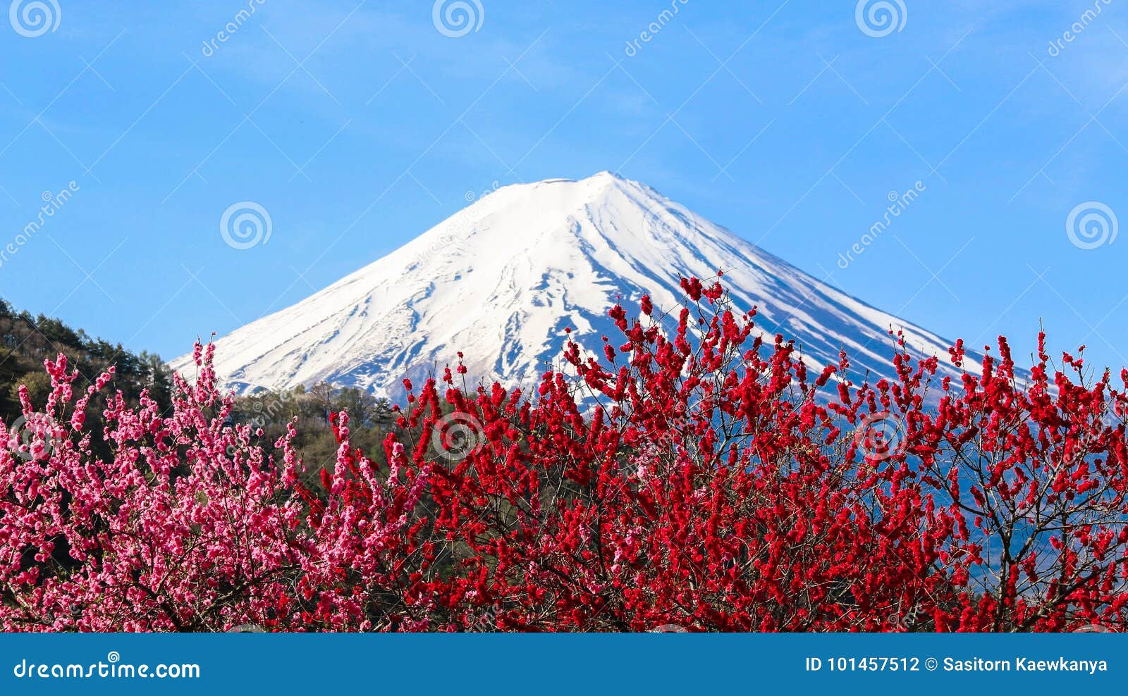 Mt Fuji Con El Flor Del Ciruelo Foto de archivo - Imagen de albaricoque ...