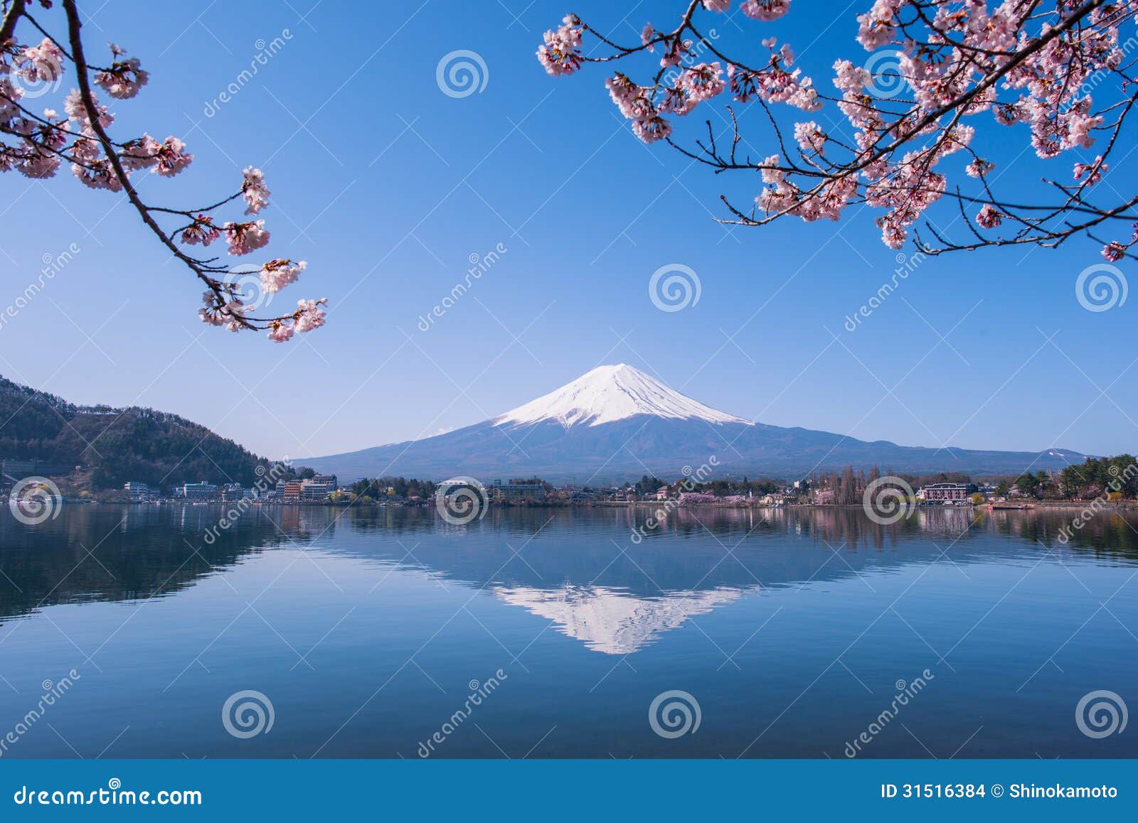 Mt.Fuji en Cherry Tree stock foto. Image of roze, japan - 31516384