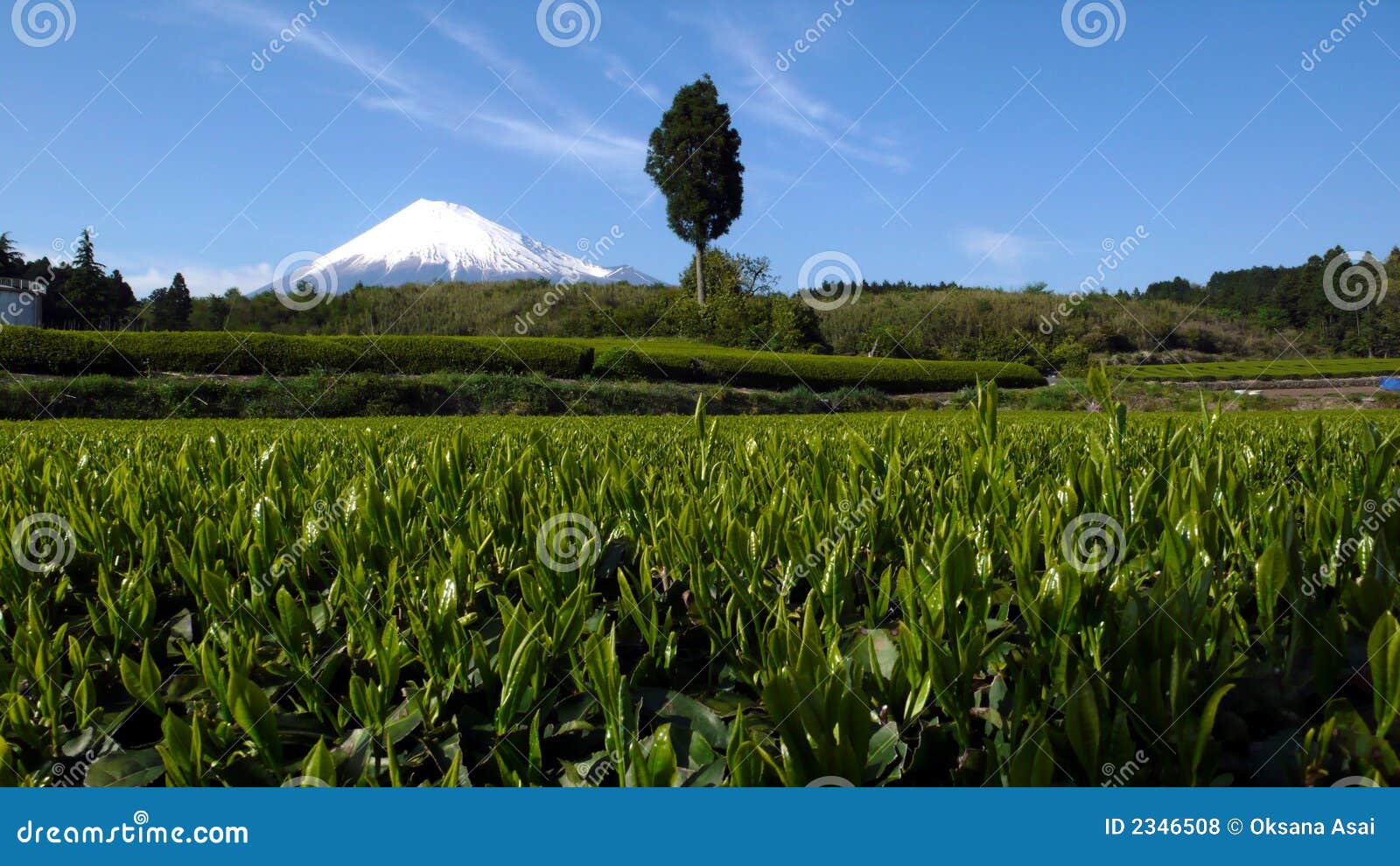 119 Mt Fuji Tea Stock Photos - Free & Royalty-Free Stock Photos from ...