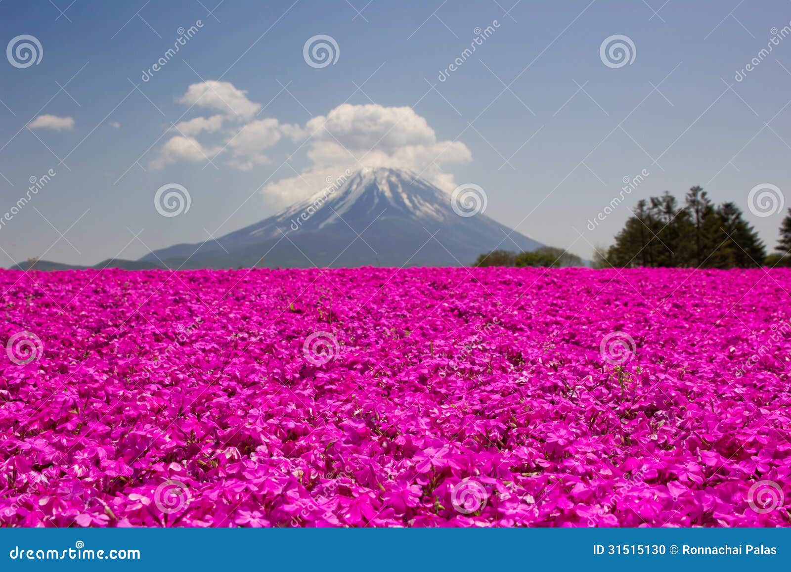 Mt Fuji stock photo. Image of moss, pink, fuji, vibrant - 31515130