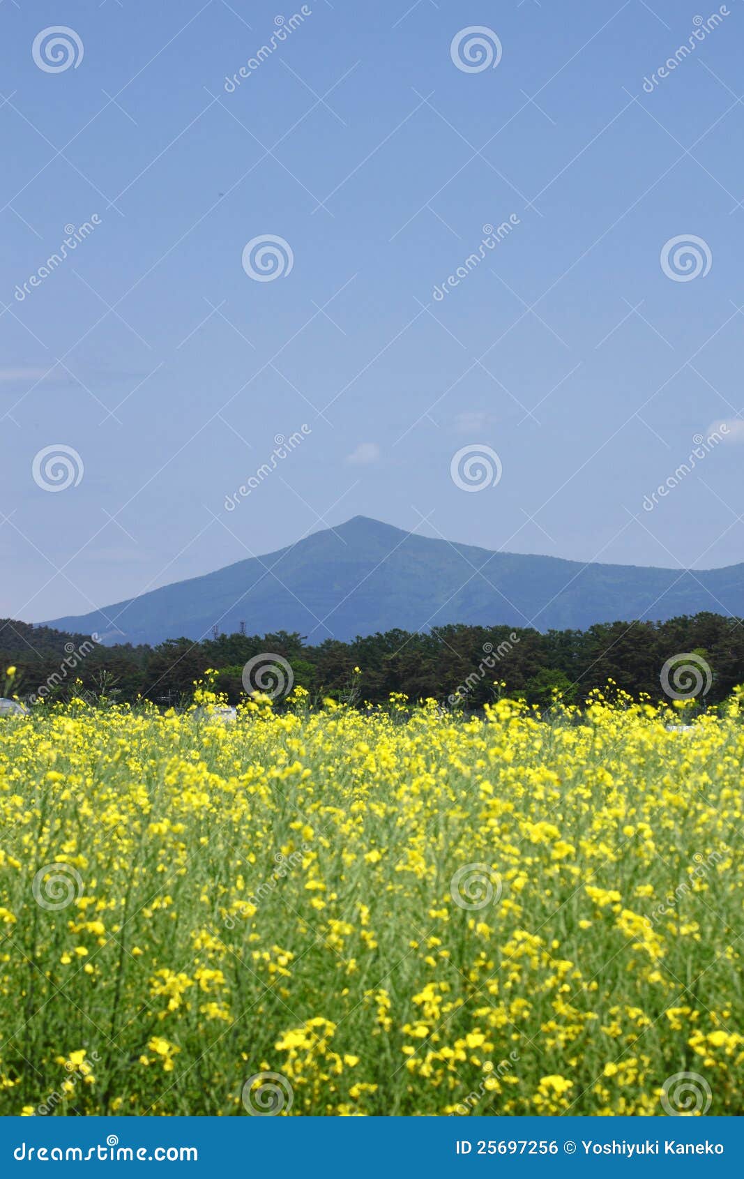 Mt. Himekami and Field, Canola Crops Stock Photo - Image of seed ...