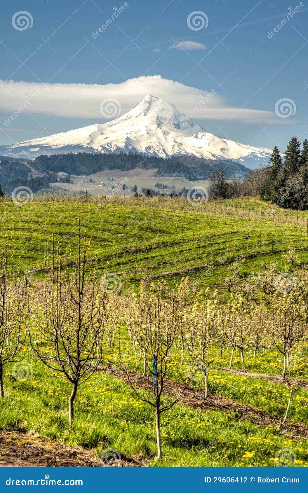 Mt Hood, Apple Orchards, Oregon Stock Photo - Image of fruit, beauty ...