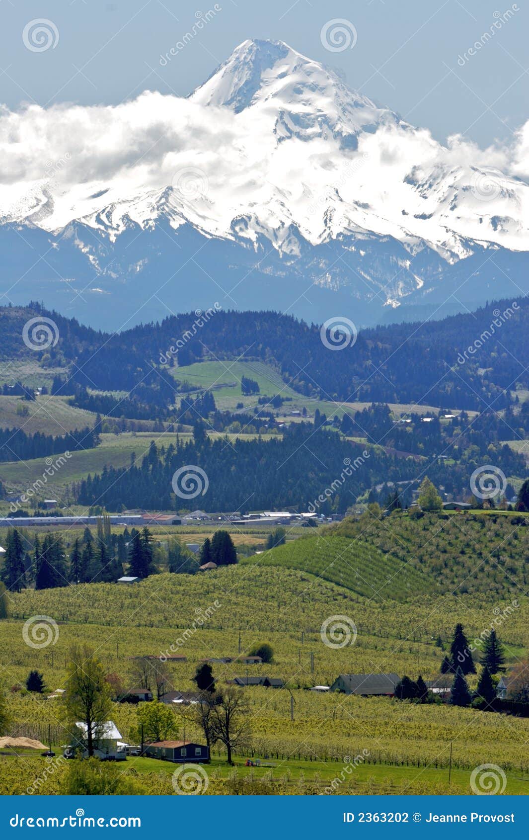 Mt Hood in Spring stock photo. Image of grow, outside - 2363202