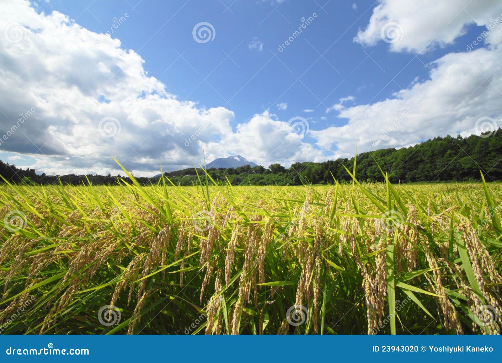 Mt.Iwate and Landscape of Rice Field Stock Photo - Image of background ...