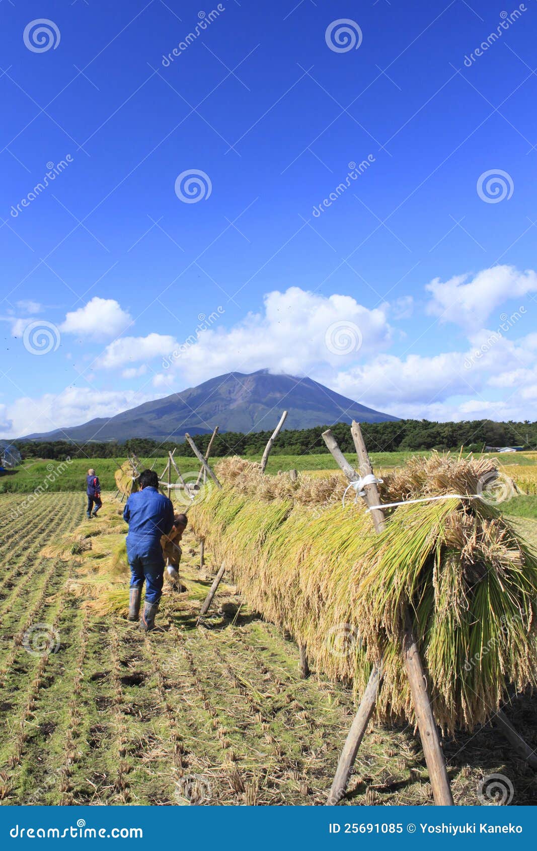 Mt.Iwate and Landscape of Rice Field Stock Image - Image of blue ...