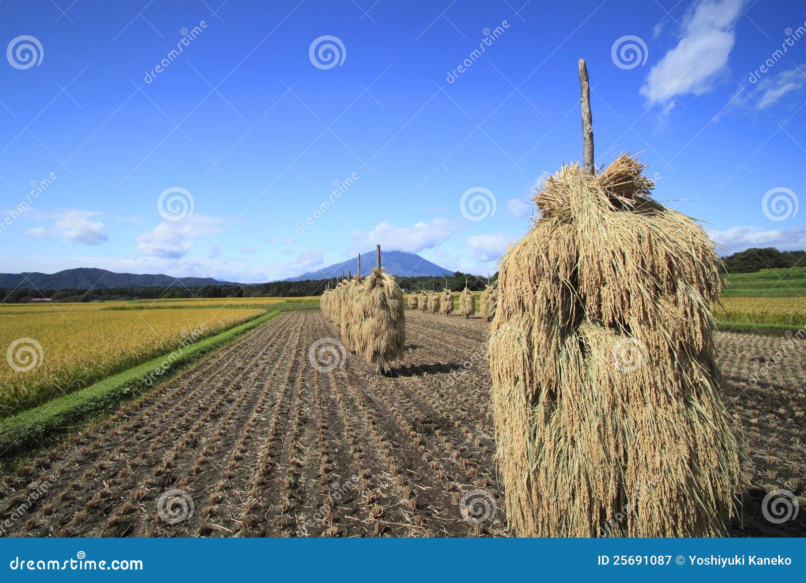 Mt.Iwate and Landscape of Rice Field Stock Image - Image of grain, blue ...