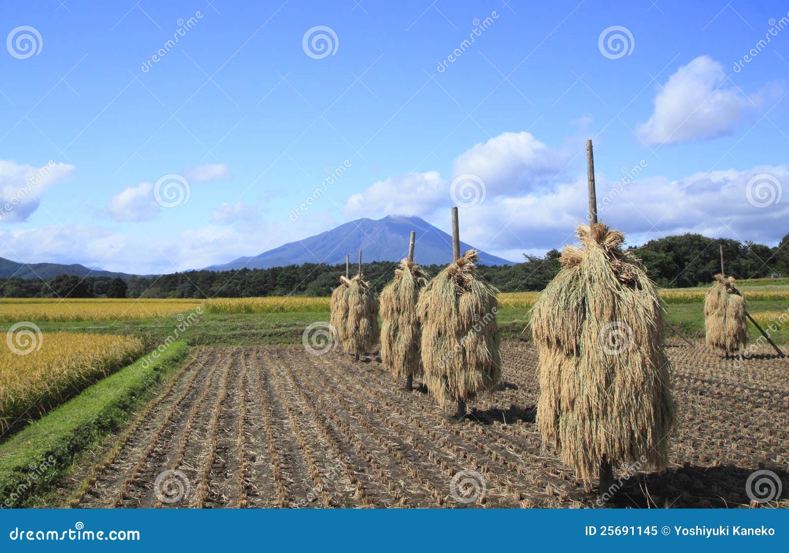 Mt.Iwate and Landscape of Rice Field Stock Image - Image of landscape ...