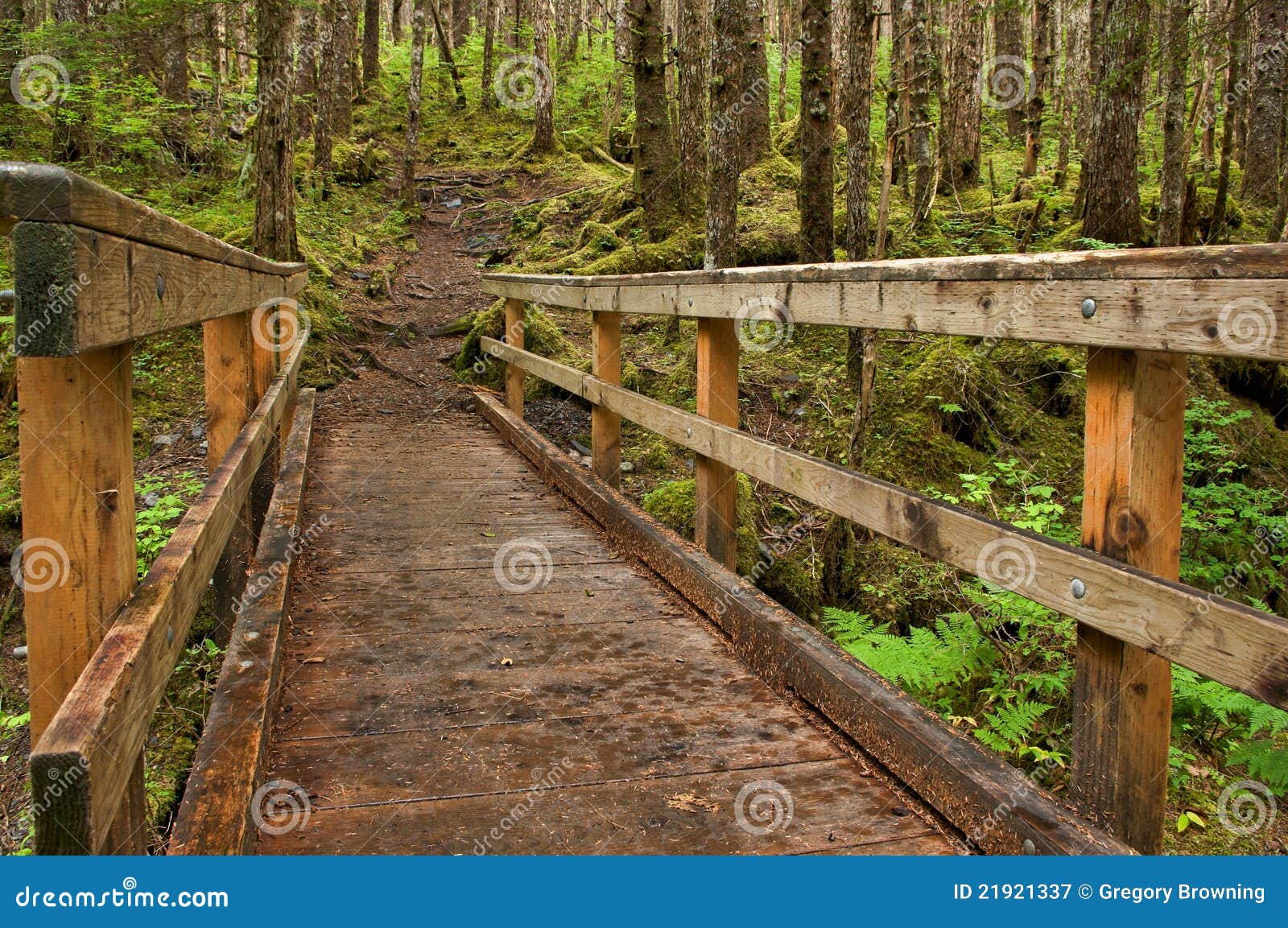 Mt. Jumbo Trail Bridge Juneau, AK Stock Image - Image of wooden, ferns ...