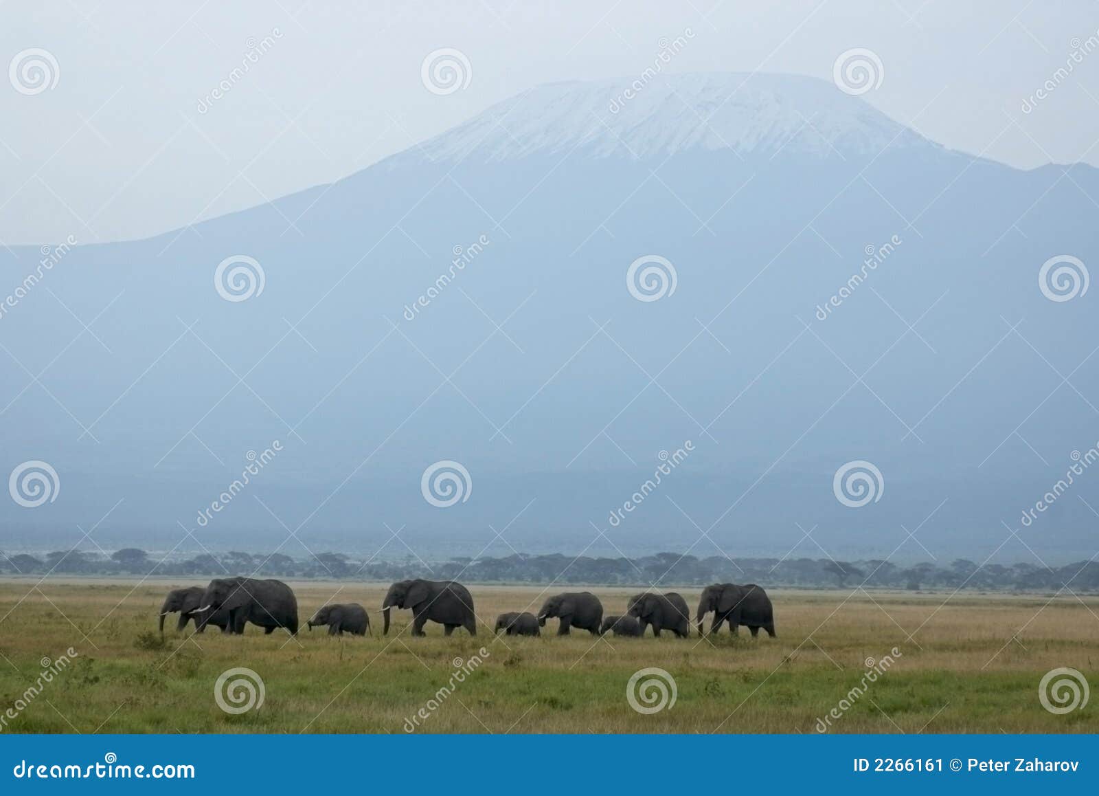 Mt. Kilimanjaro and Elephants Stock Image - Image of ears, head: 2266161