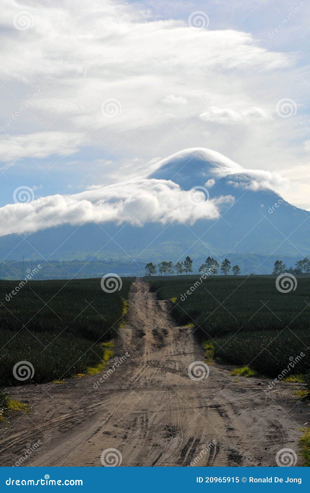 Mt Matutum stock image. Image of pine, cotabato, vulcano - 20965915