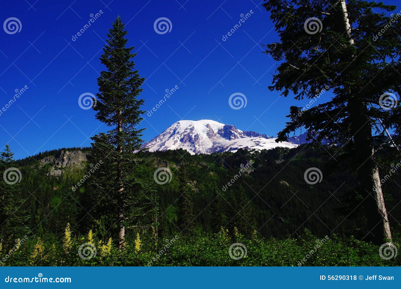 Mt Rainer stock photo. Image of mountan, volcano, recreation - 56290318