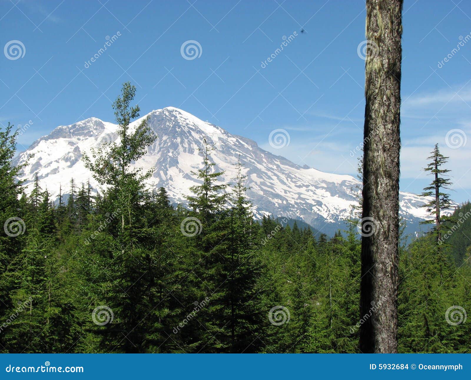 Mt. Rainier from the Forest Stock Photo - Image of trees, gifford: 5932684