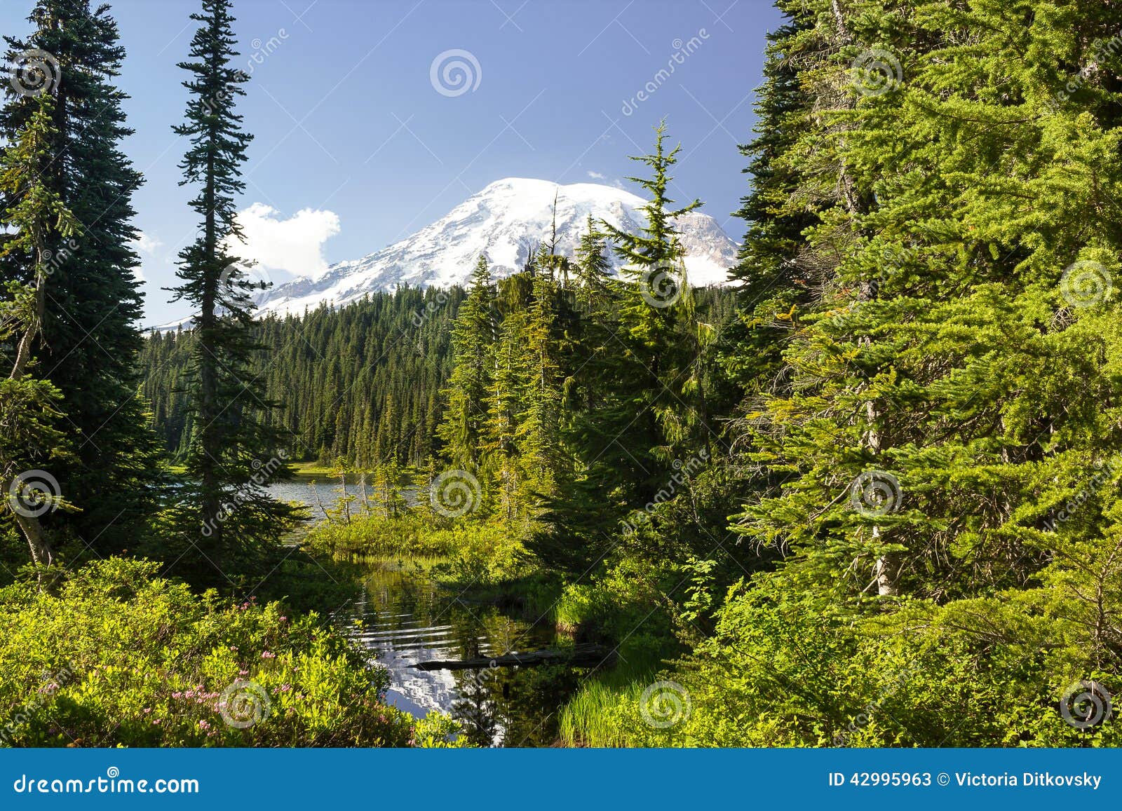 Mt.Rainier and Forest Creek Stock Image - Image of forest, outdoor ...