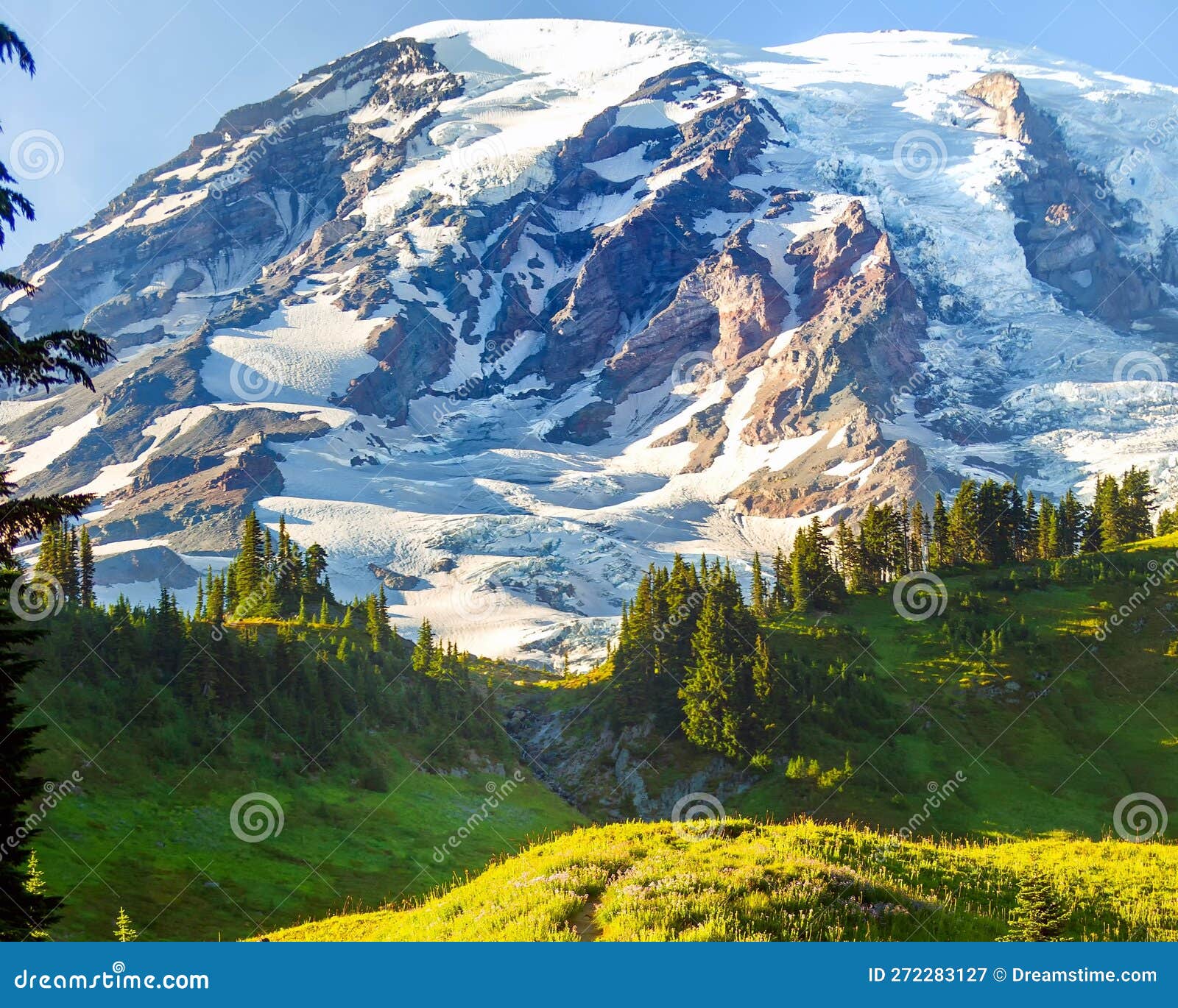 Mt Rainier with Meadows and Alpine Forest Stock Image - Image of ...