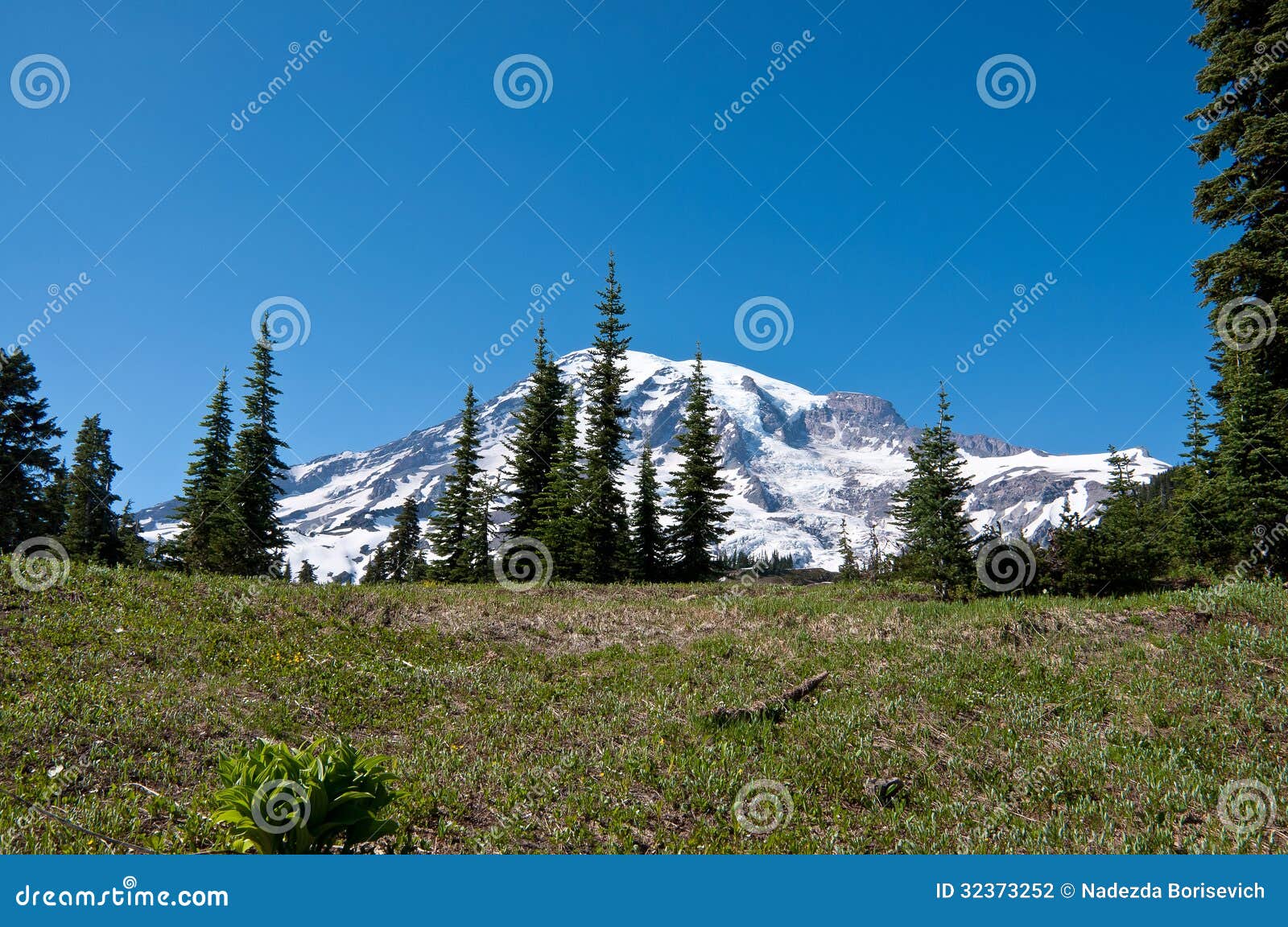Mt. Rainier Scenic Landscape Stock Photo - Image of state, panorama ...