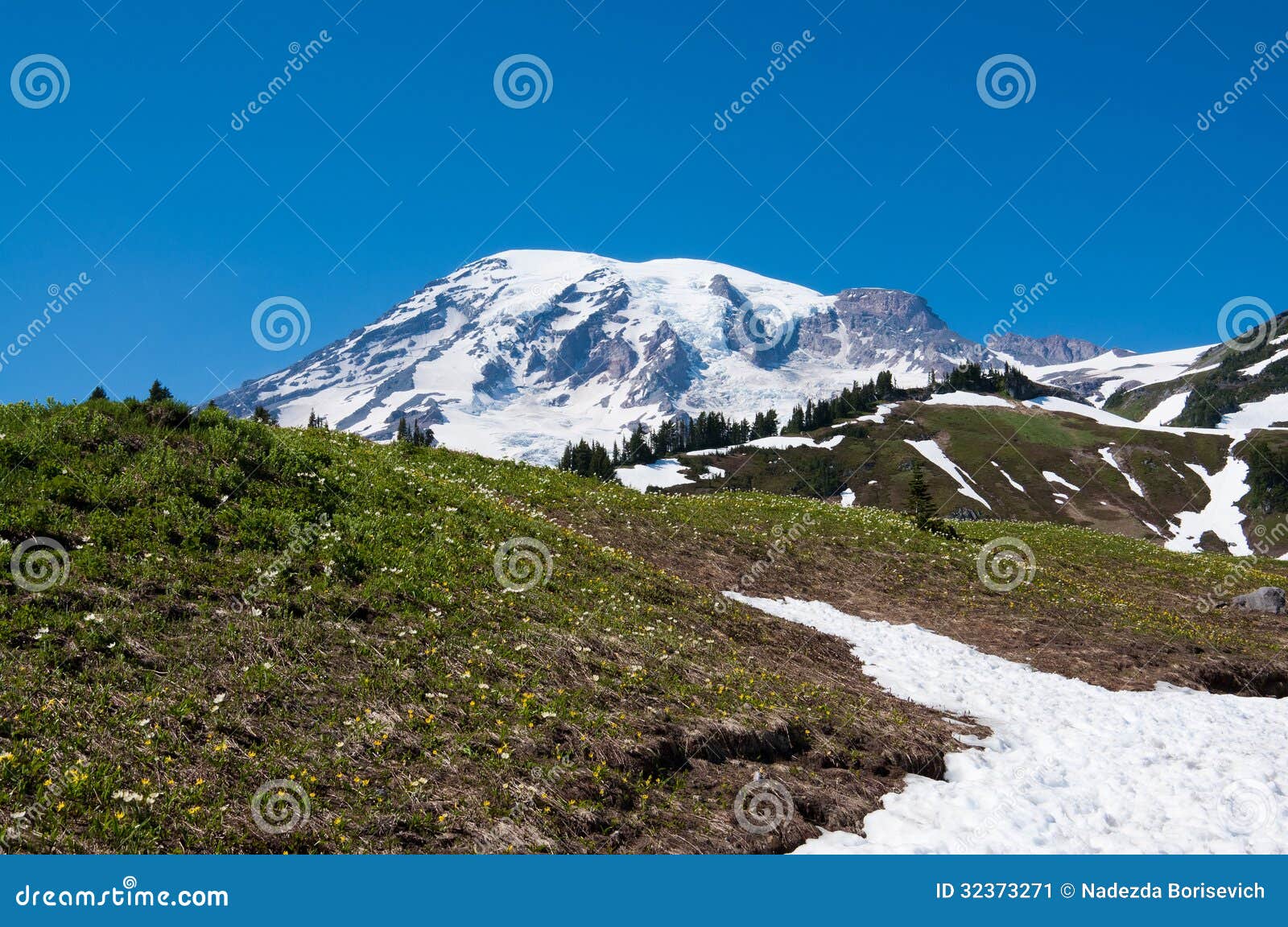 Mt. Rainier Scenic Landscape Stock Image - Image of growth, parks: 32373271