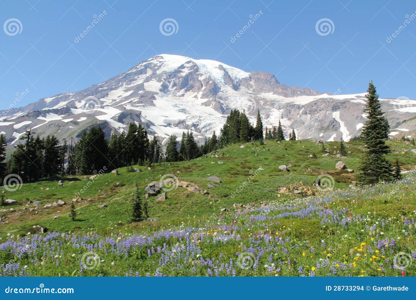 Mt Rainier Summer Alpine Meadows Stock Photo - Image of bloom, rainier ...