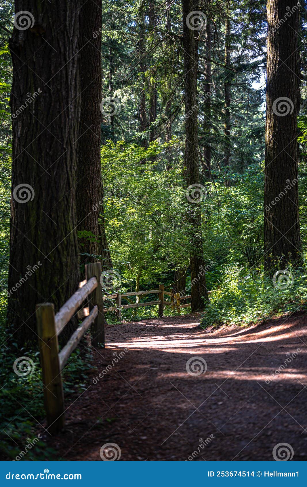 Mt. Tabor Park stock photo. Image of foliage, sunlight - 253674514