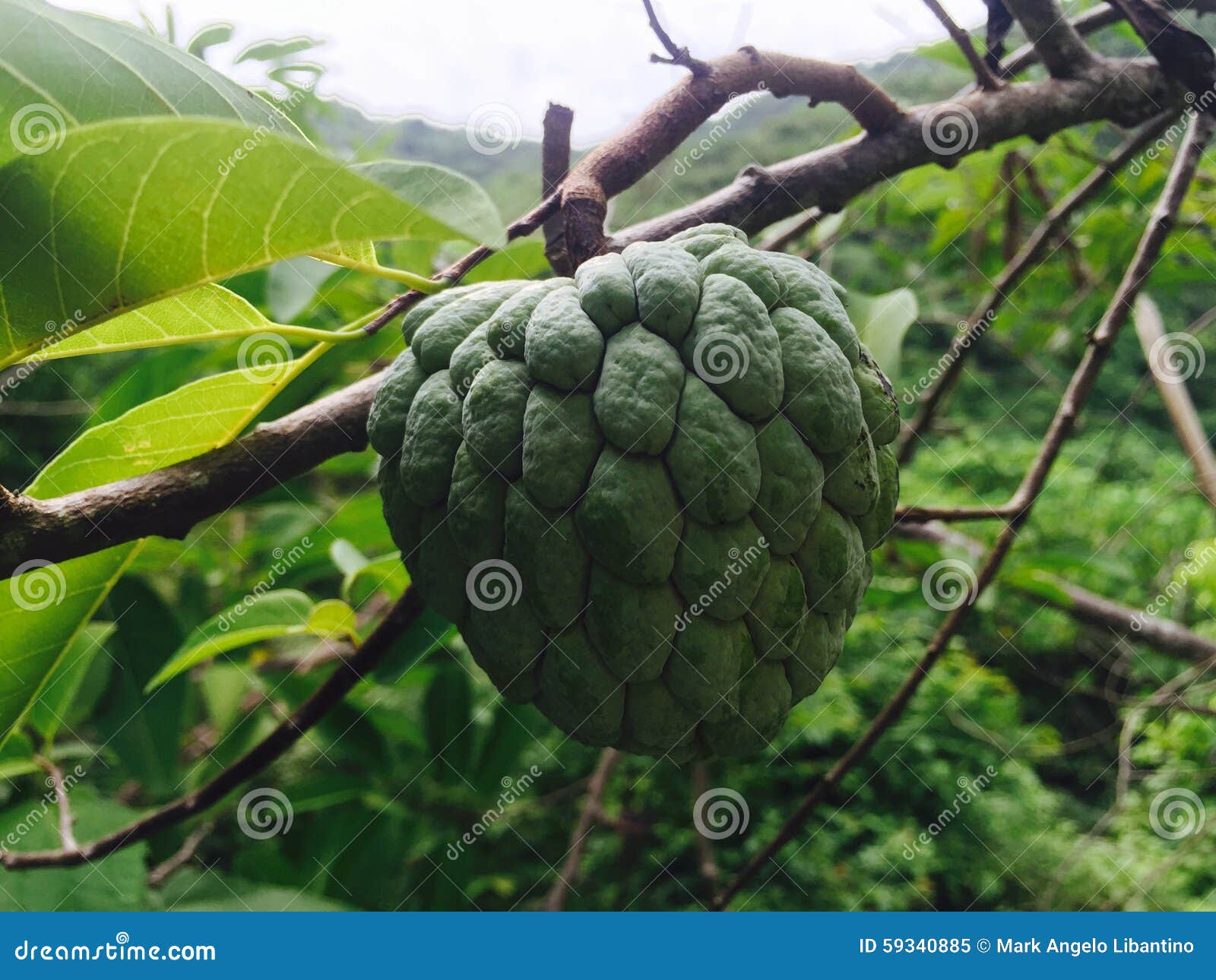 Atis Fruit stock image. Image of atis, batangas, philippines - 59340885
