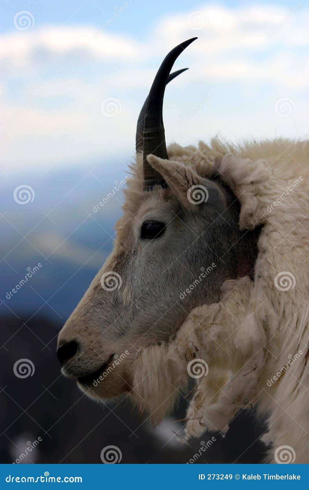Mtn. goat close-up stock image. Image of goat, national - 273249