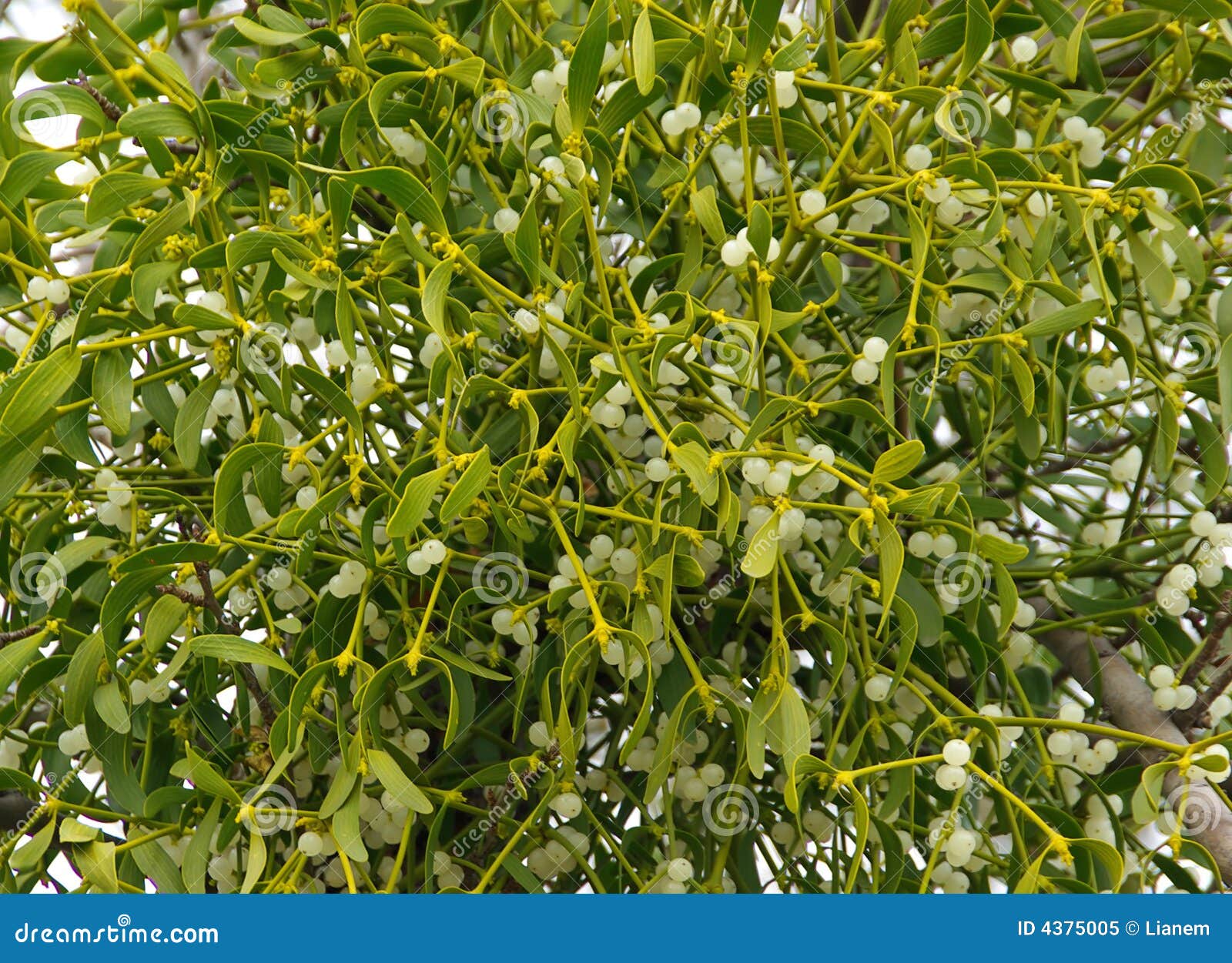 Muérdago 01 imagen de archivo. Imagen de romance, colgante - 4375005