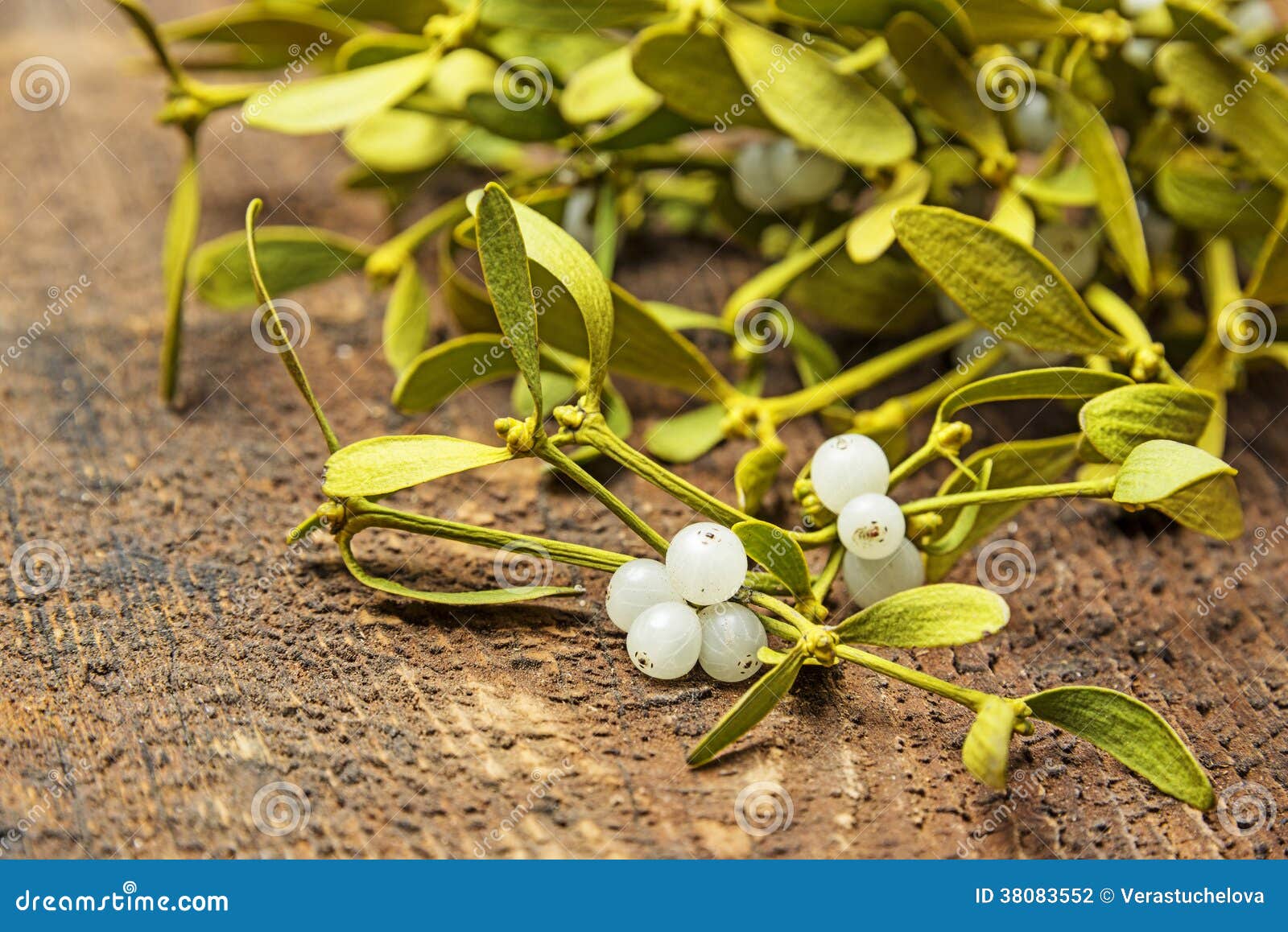Muérdago foto de archivo. Imagen de fresco, herbario - 38083552