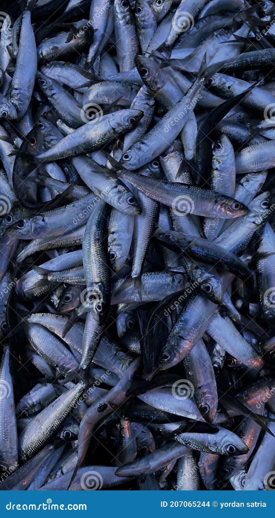 Fresh fish stock photo. Image of muaya, fish, beach - 207065244