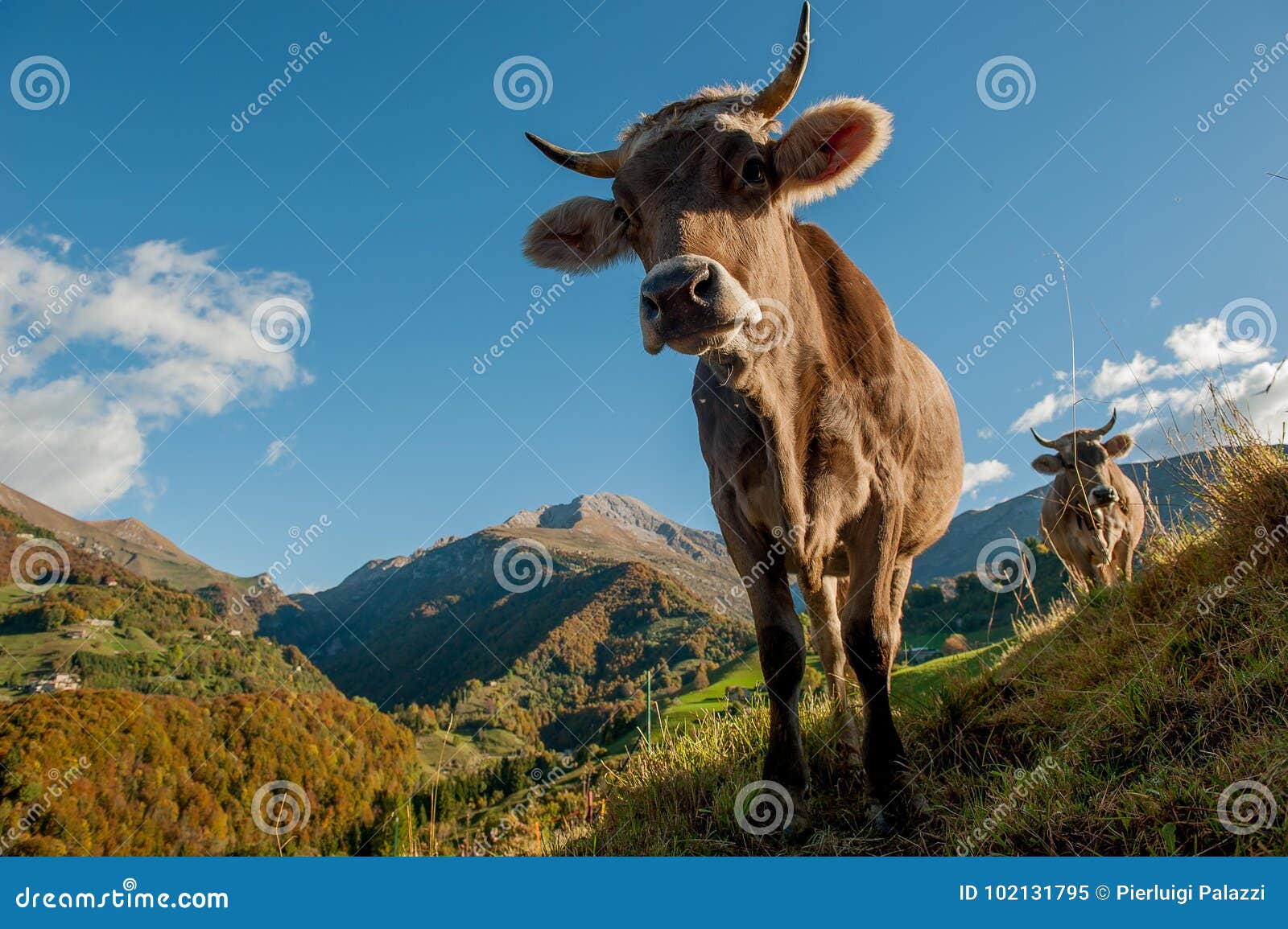 Mucca immagine stock. Immagine di animale, mucca, mangi - 102131795