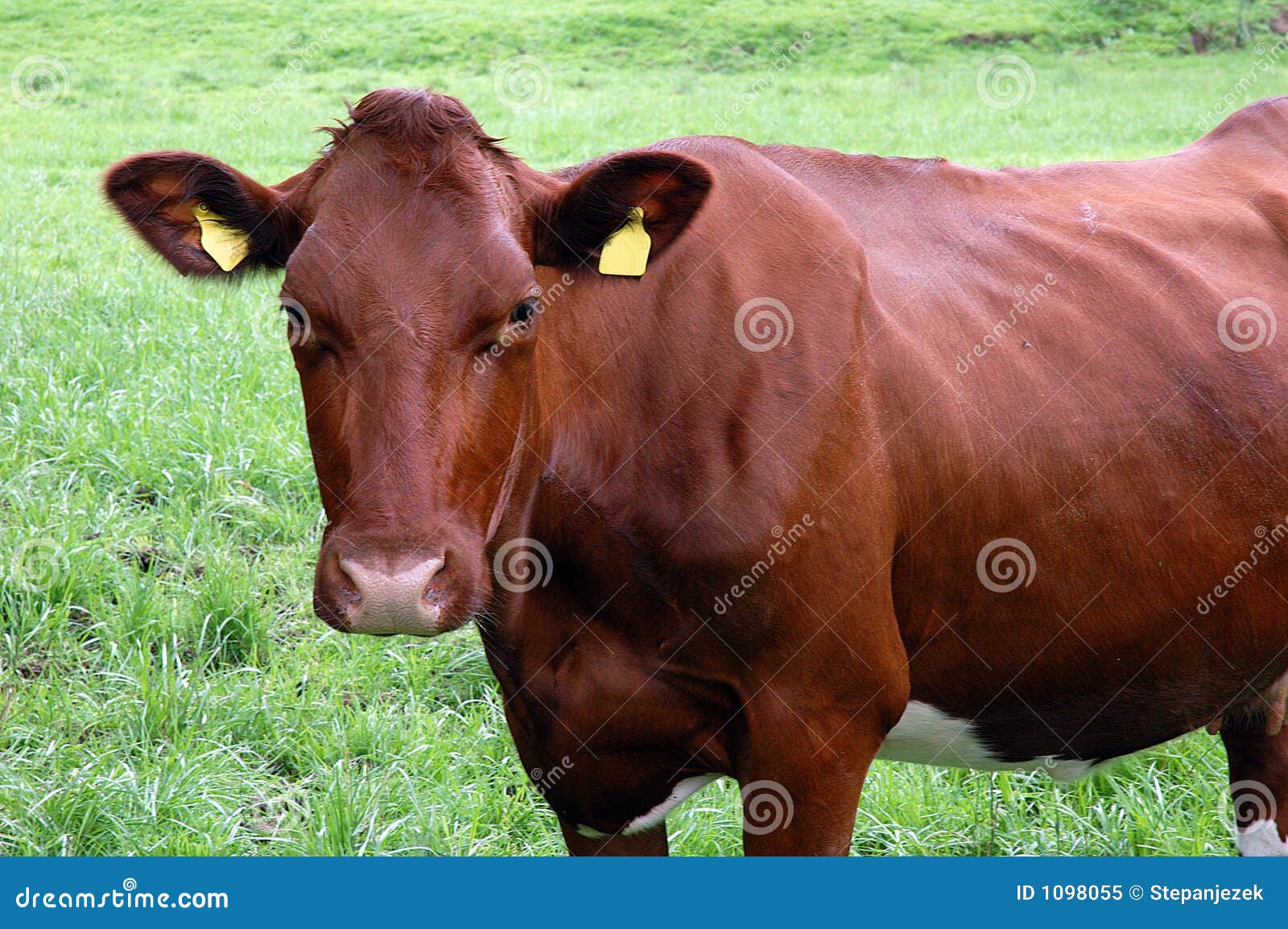 Mucca immagine stock. Immagine di animale, nave, rinforzi - 1098055