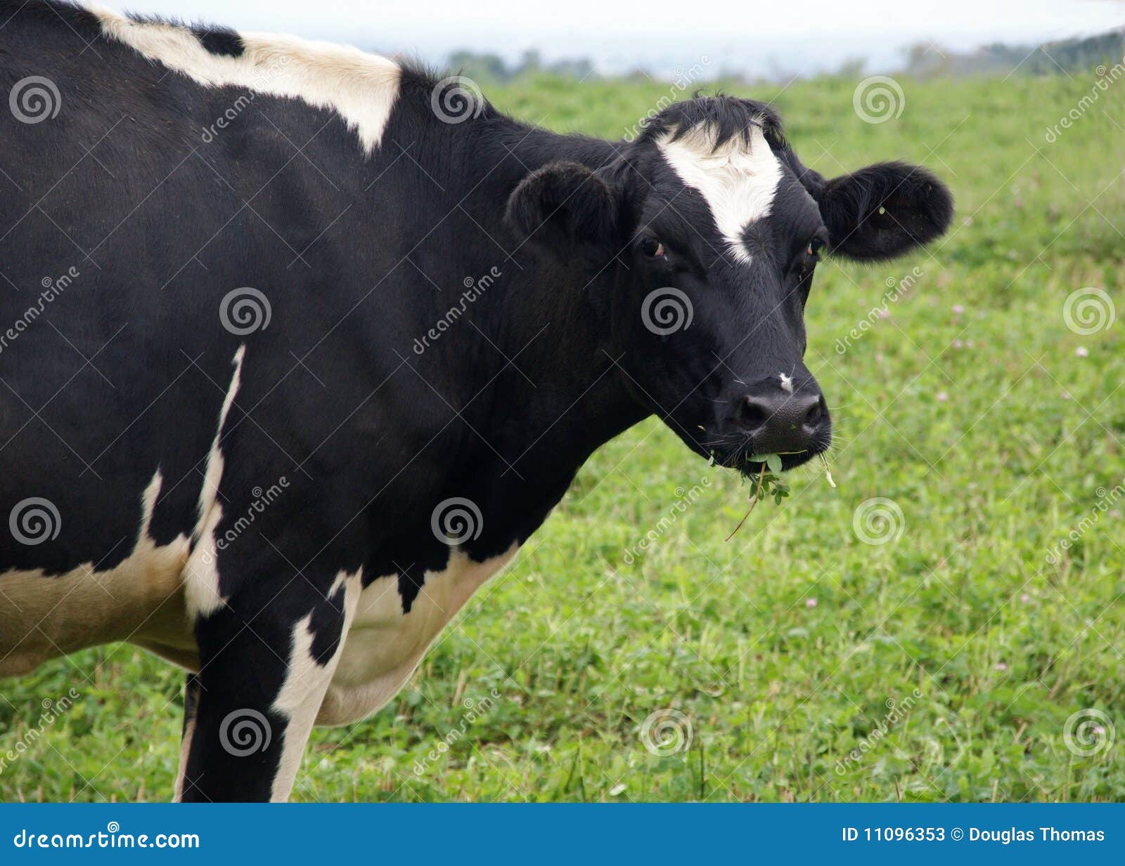 Mucca immagine stock. Immagine di nero, cavo, erba, bianco - 11096353