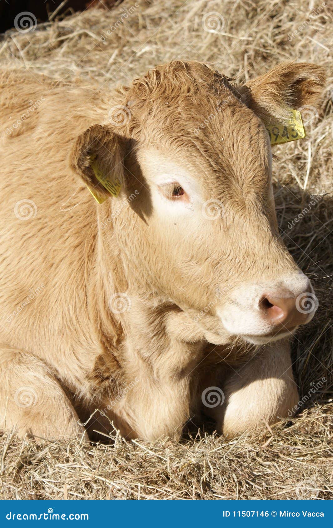 Mucca fotografia stock. Immagine di erba, carne, gregge - 11507146