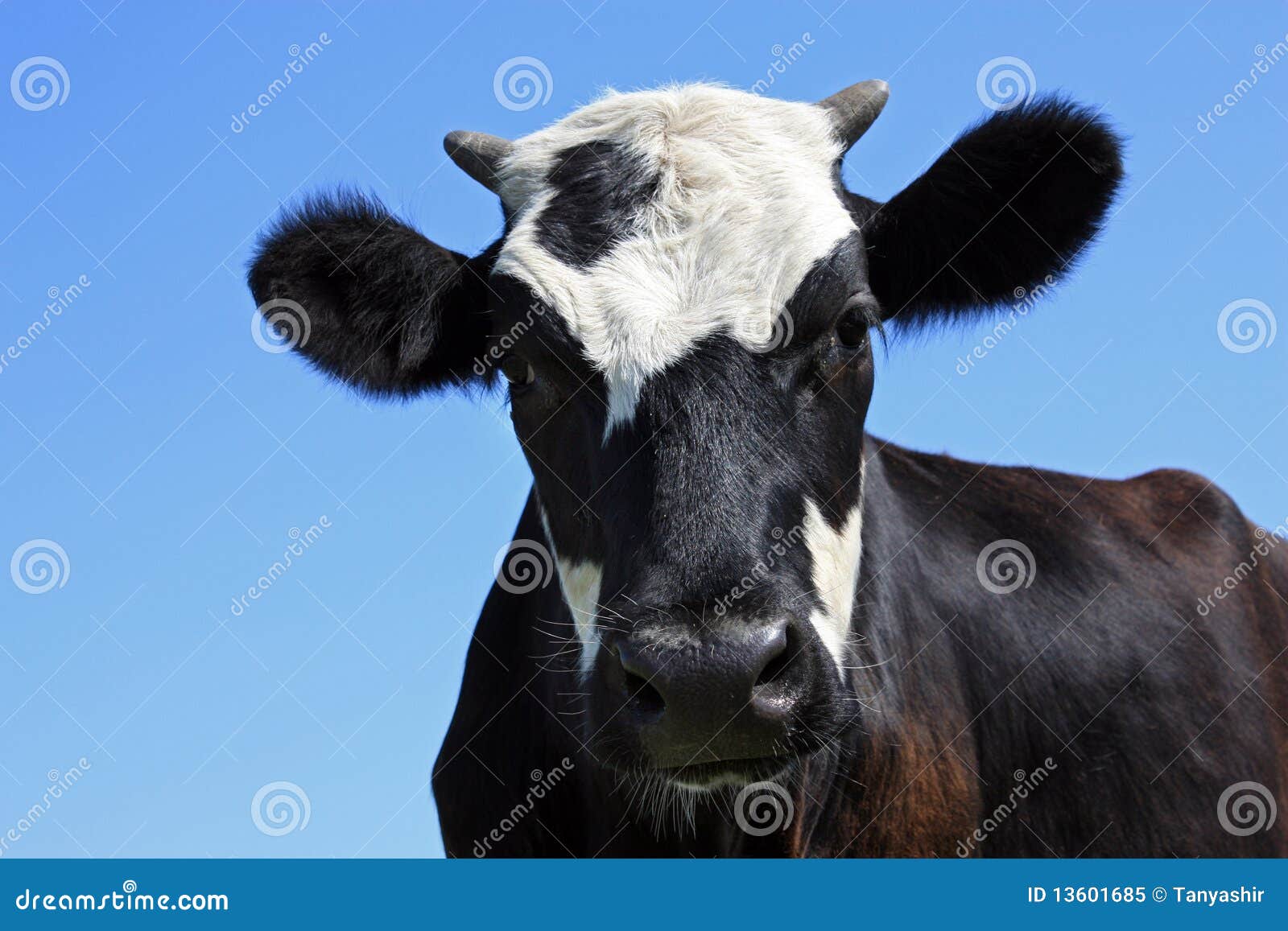 Mucca immagine stock. Immagine di rinforzi, olanda, olandese - 13601685