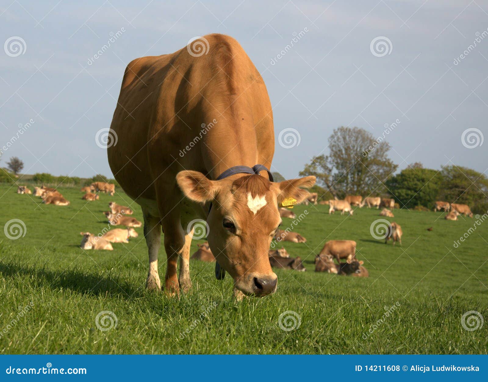 Mucca fotografia stock. Immagine di prato, pascolo, erba - 14211608