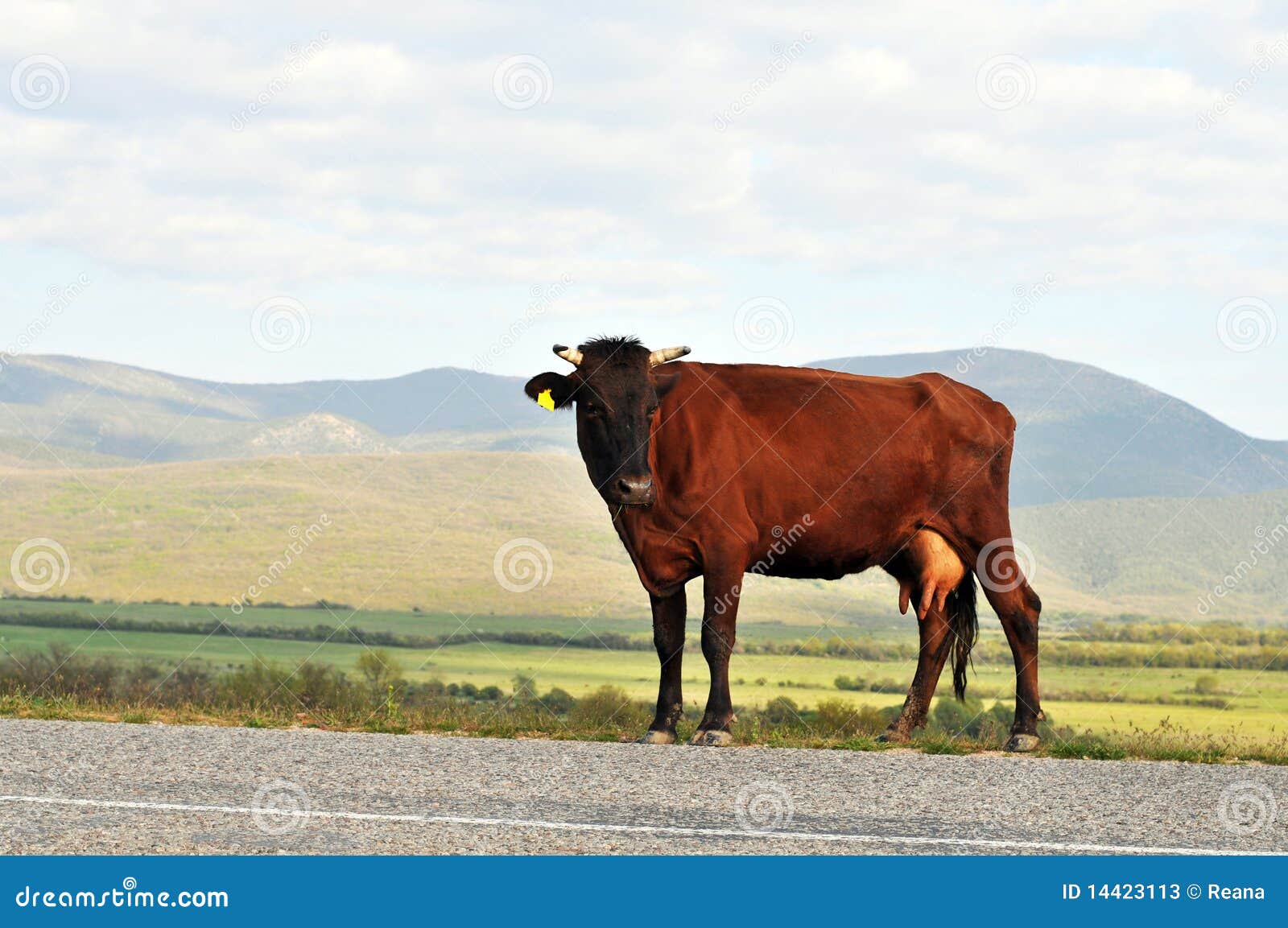 Mucca immagine stock. Immagine di nazionale, equestre - 14423113