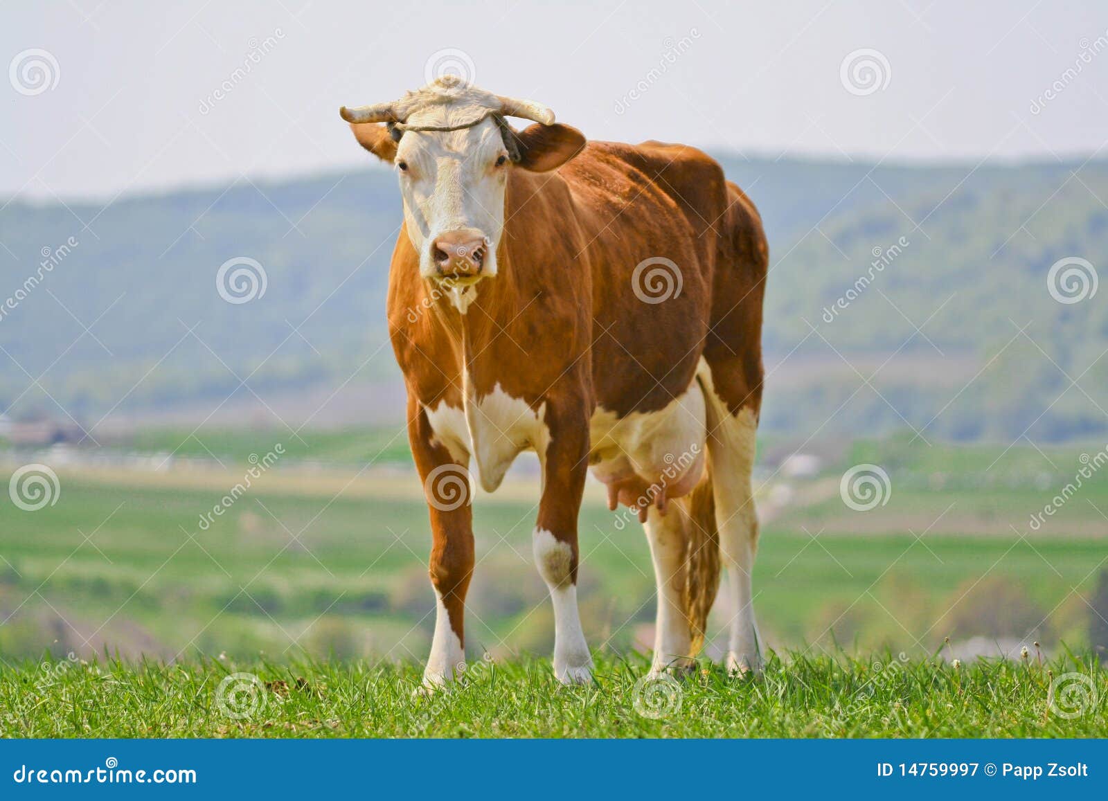 Mucca immagine stock. Immagine di sguardo, sole, sfondo - 14759997