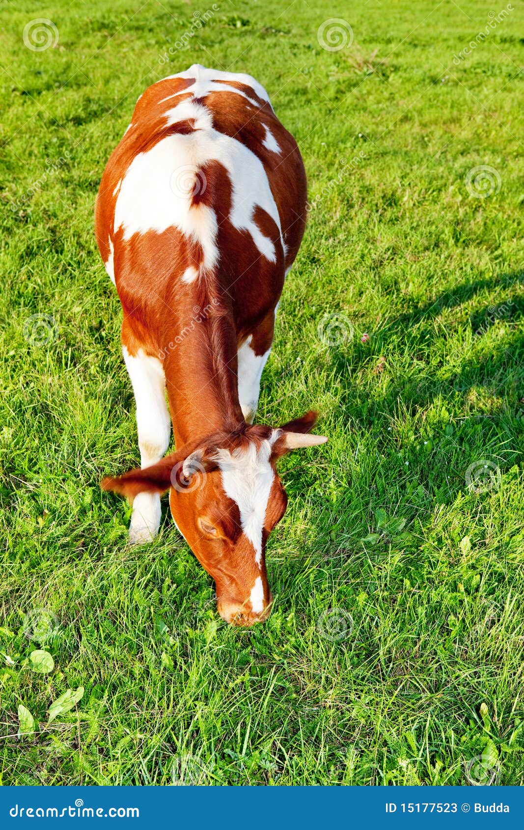 Mucca immagine stock. Immagine di freschezza, erba, podere - 15177523