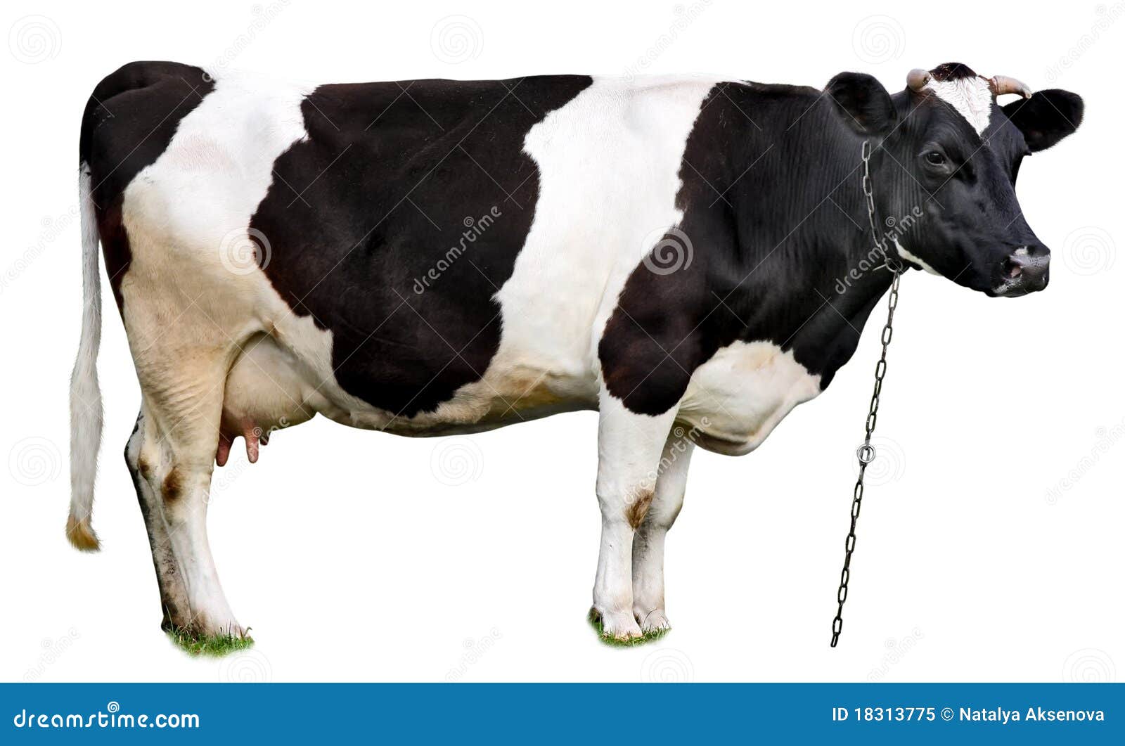 Mucca immagine stock. Immagine di nave, mucca, sfondo - 18313775