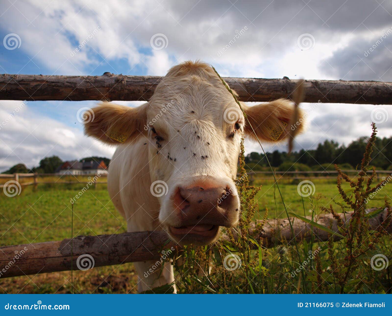 Mucca immagine stock. Immagine di ecologicamente, mucca - 21166075