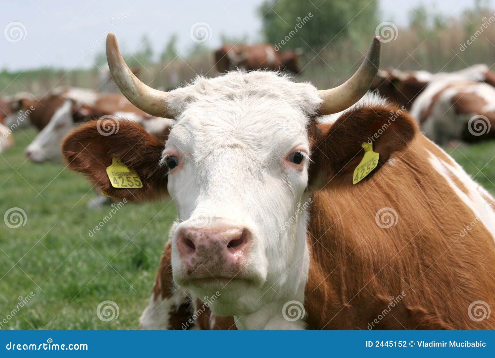 Mucca fotografia stock. Immagine di verde, pastorale, podere - 2445152