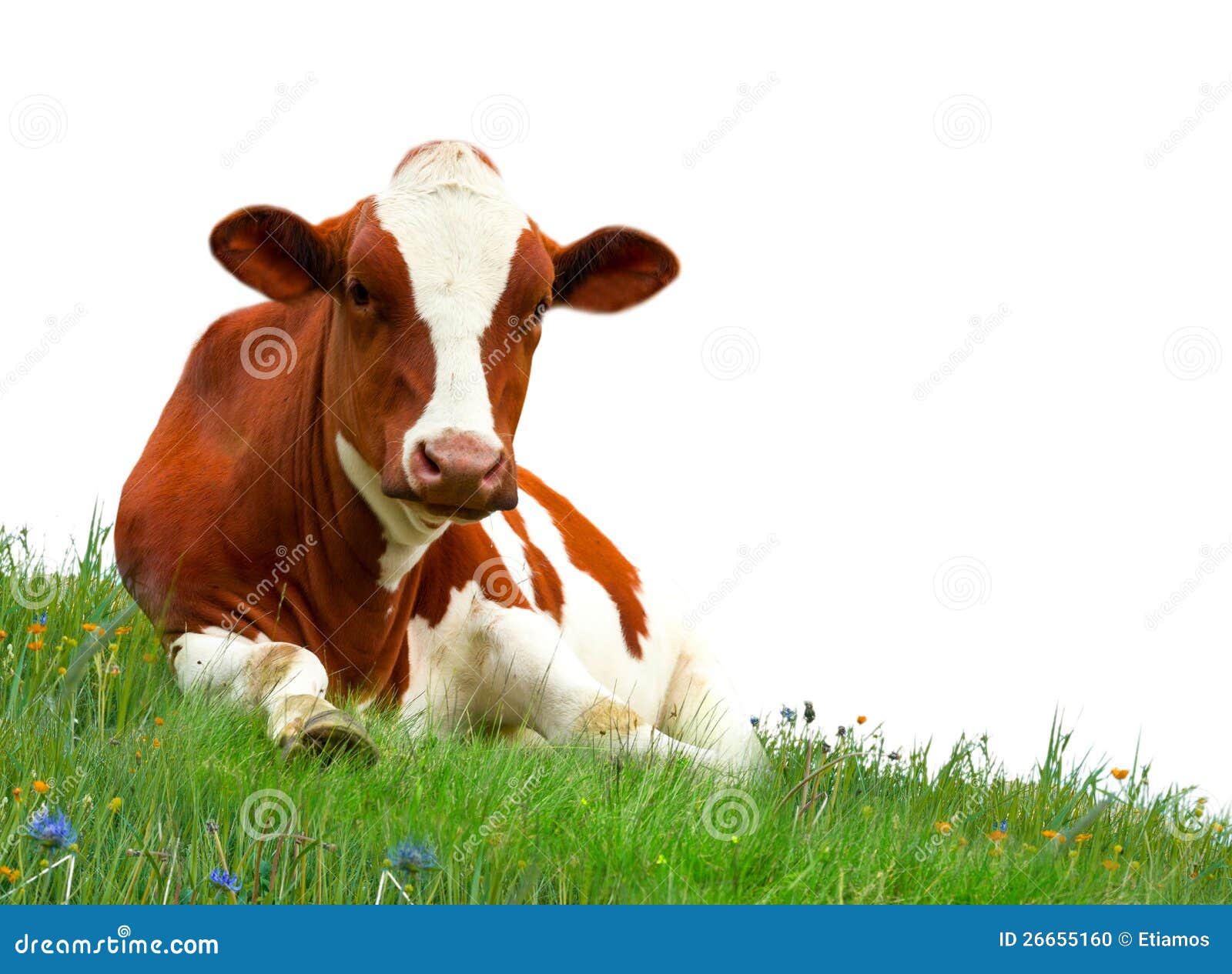 Mucca fotografia stock. Immagine di nessuno, agricoltura - 26655160