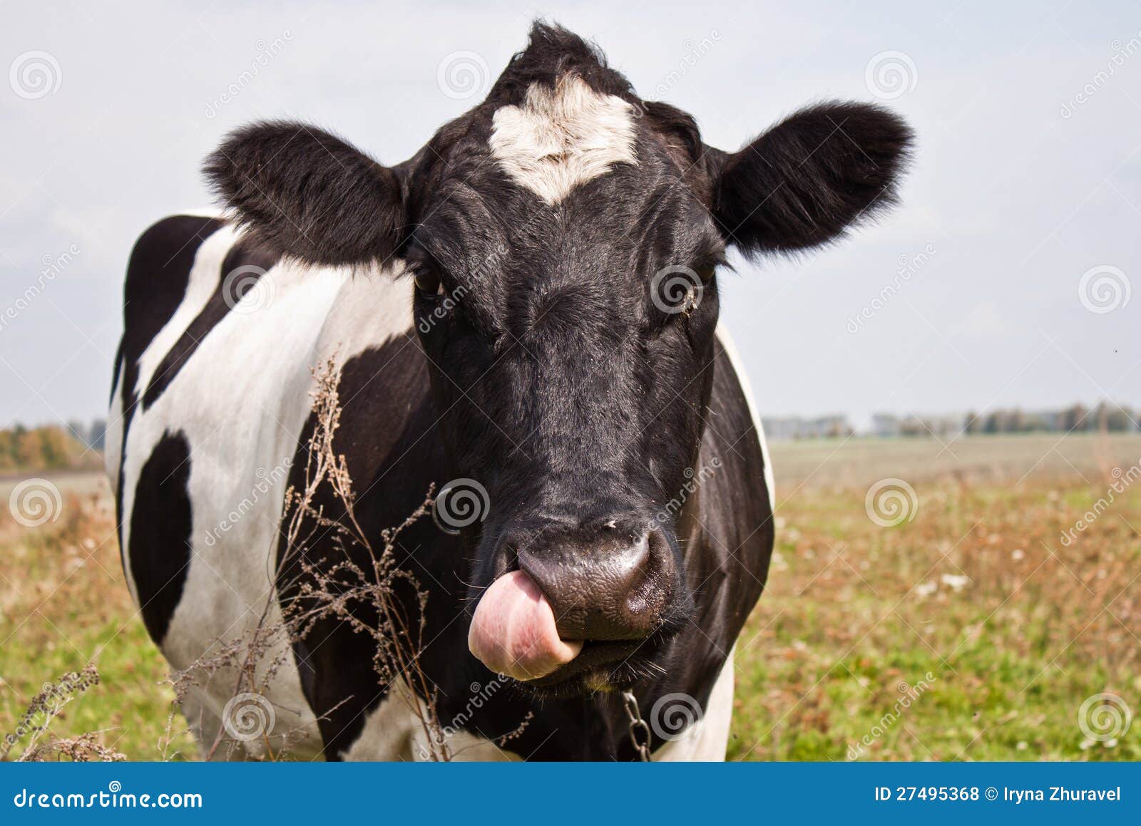 Mucca fotografia stock. Immagine di vitello, agricoltura - 27495368