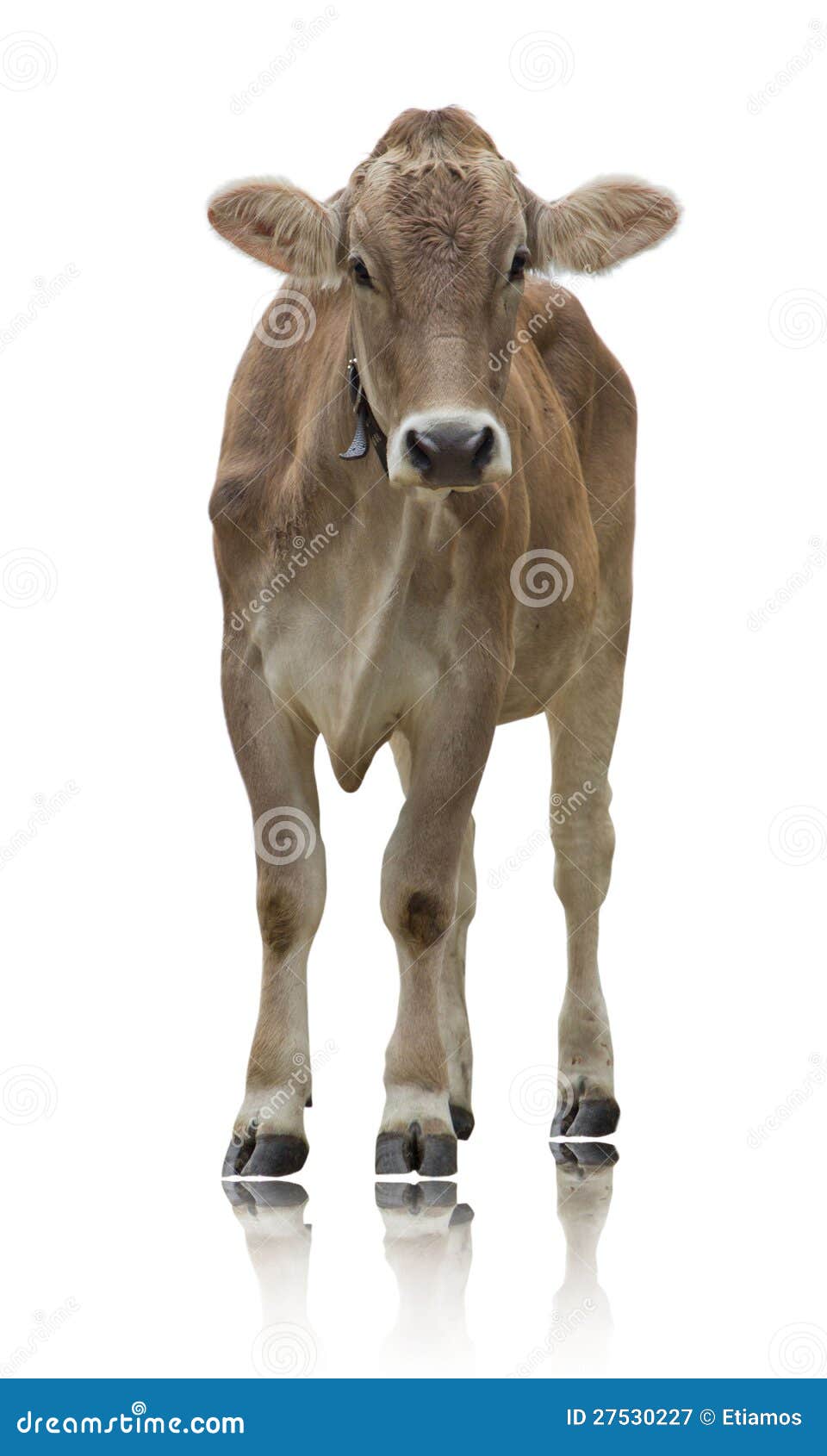 Mucca immagine stock. Immagine di nazionale, bianco, fissare - 27530227