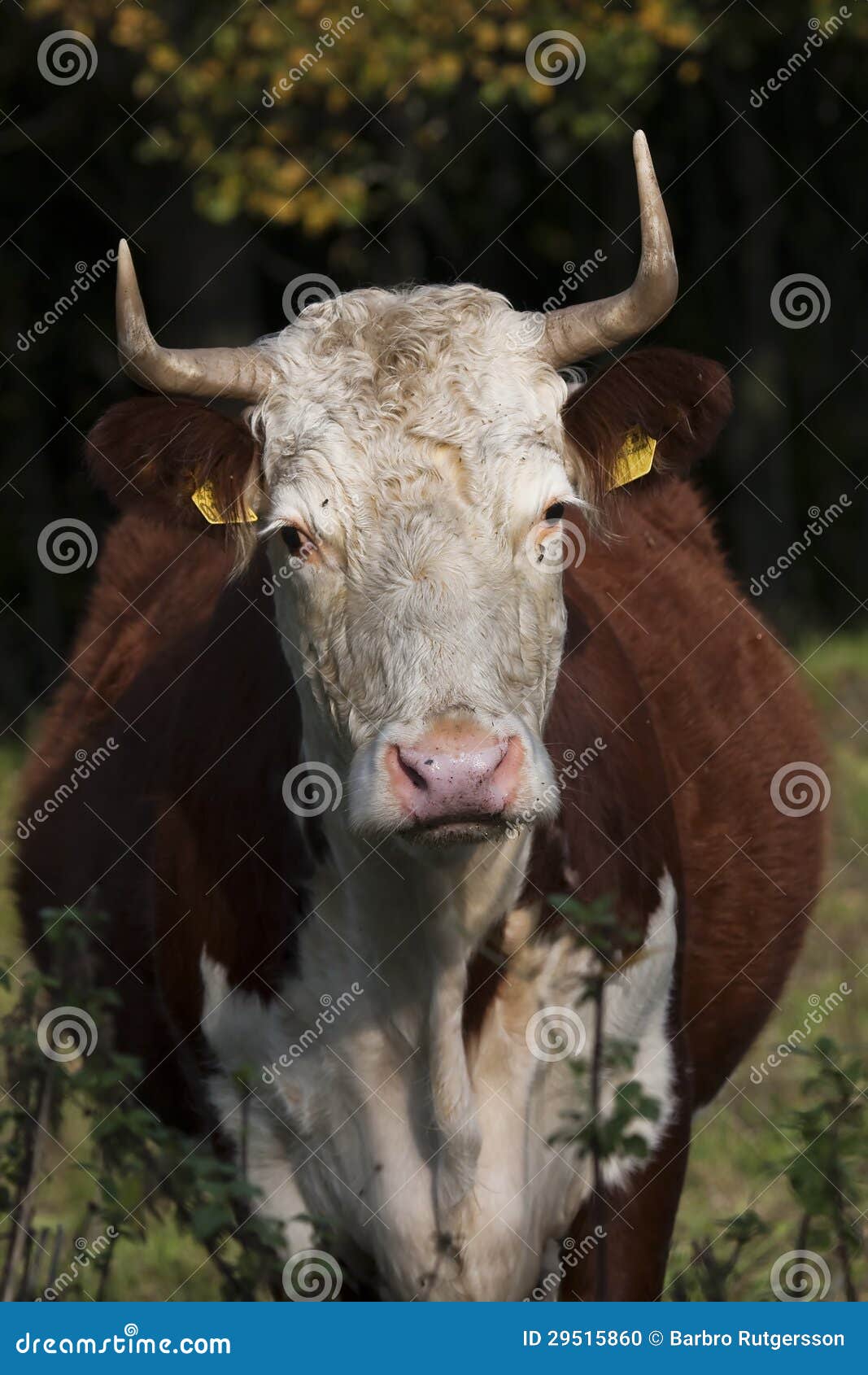 Mucca fotografia stock. Immagine di agricoltura, hereford - 29515860