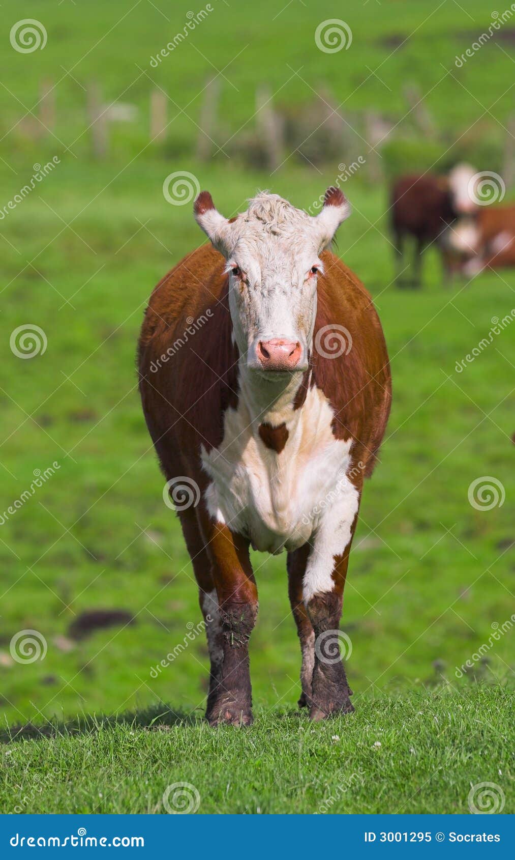 Mucca immagine stock. Immagine di paesaggio, gregge, animale - 3001295